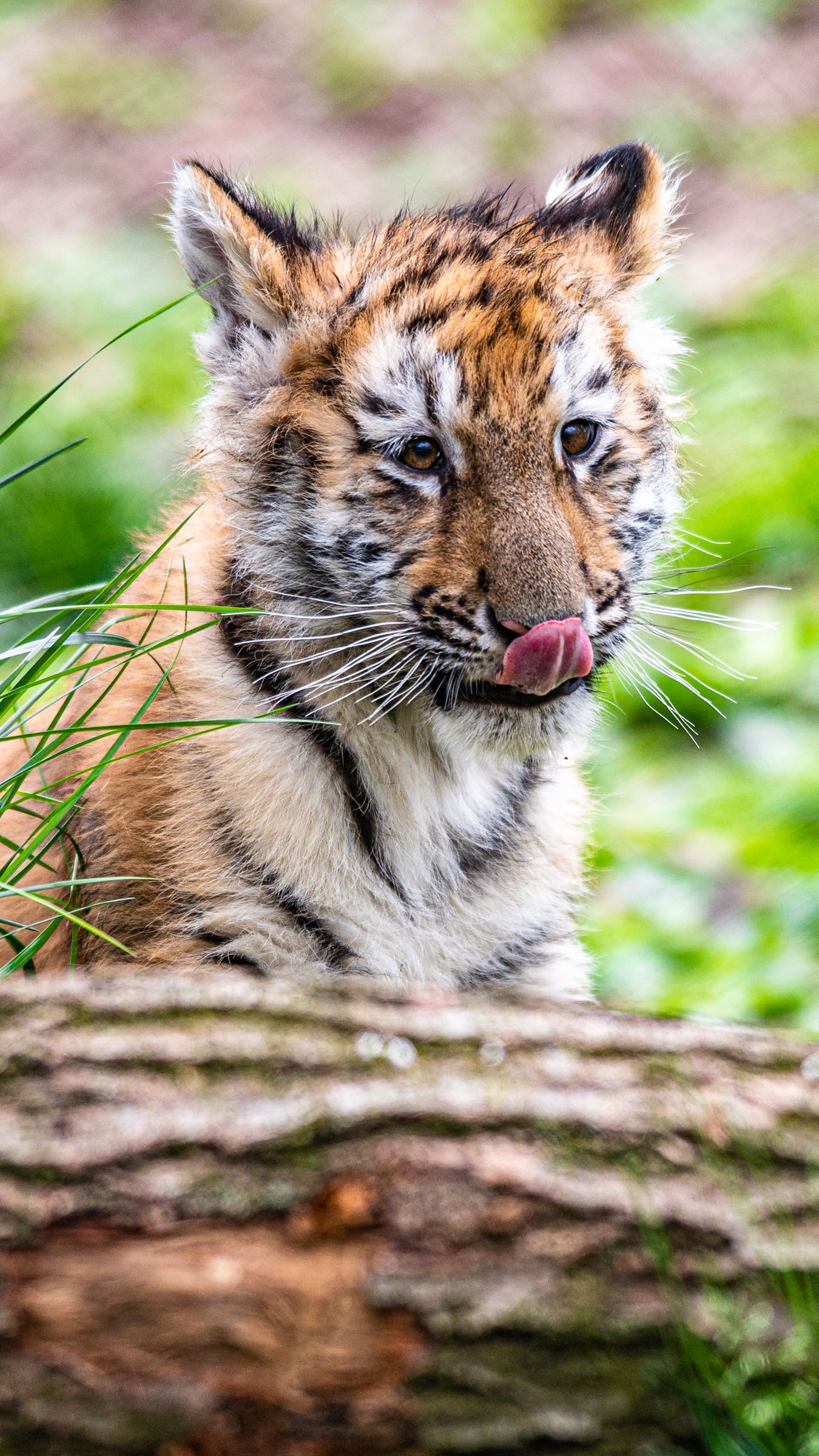 Download wallpaper 1350x2400 tiger, tiger cub, protruding tongue, funny ... Download wallpaper 1350x2400 tiger, tiger cub, protruding tongue, funny ...