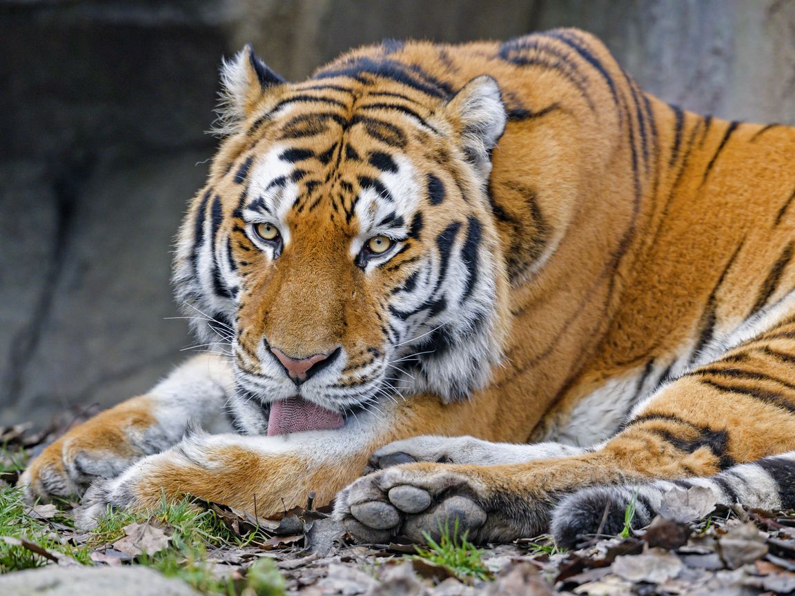 Download wallpaper 1152x864 tiger, protruding tongue, animal, big cat ...