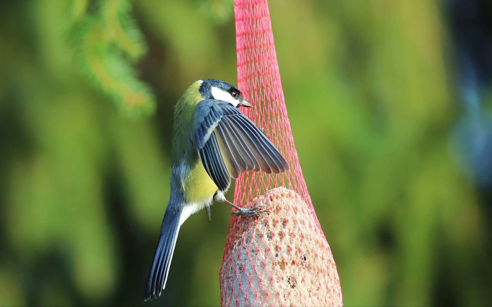 Download wallpaper 1920x1200 titmouse, bird, animal, nature, wings ...