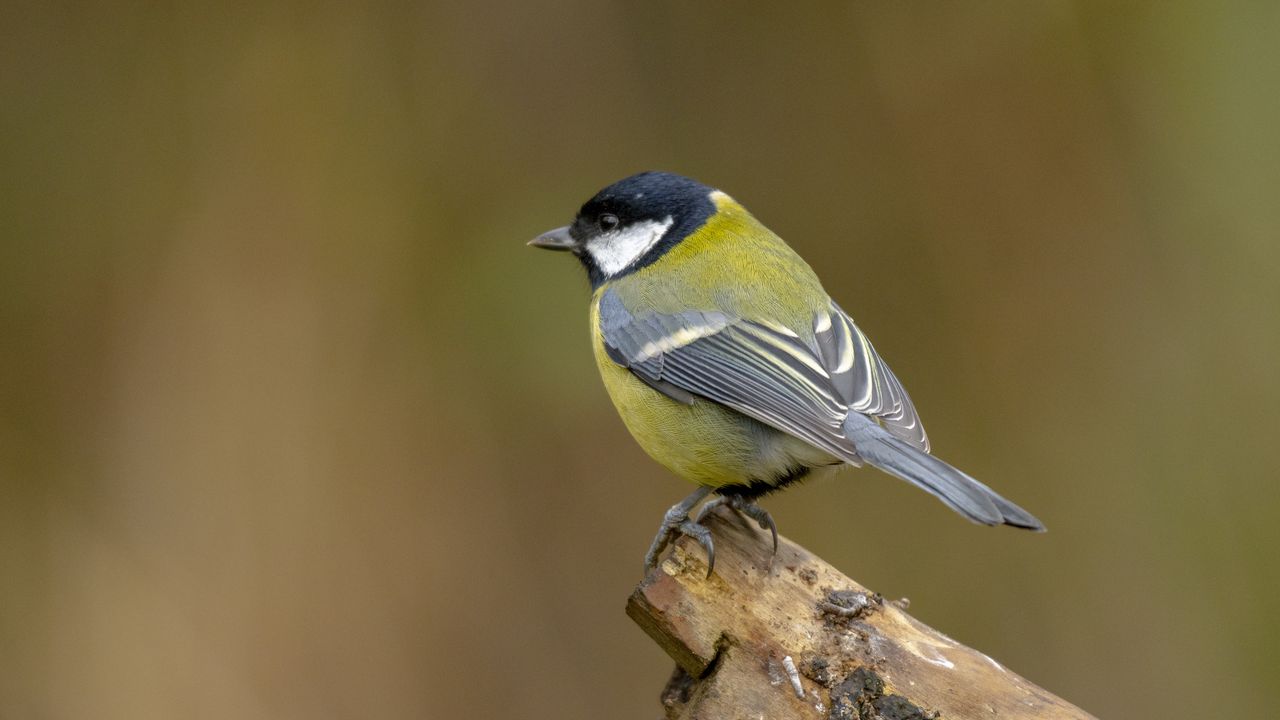 Wallpaper chickadee, bird, log, blur hd, picture, image