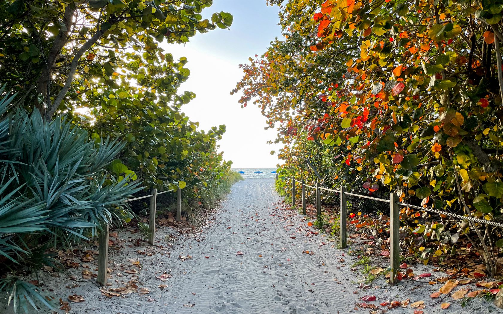 Download wallpaper 1680x1050 trail, sand, trees, fence, sea widescreen ...
