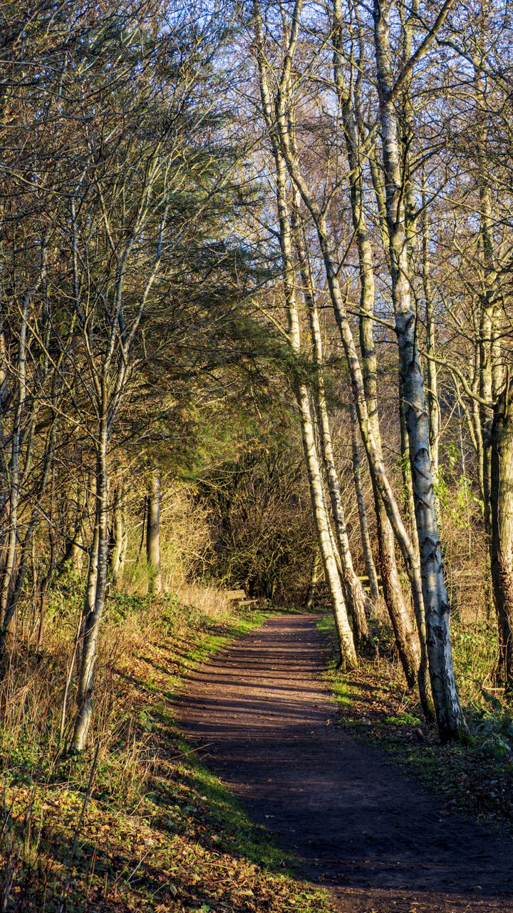 Download wallpaper 720x1280 trail, trees, forest, shadows, nature ...