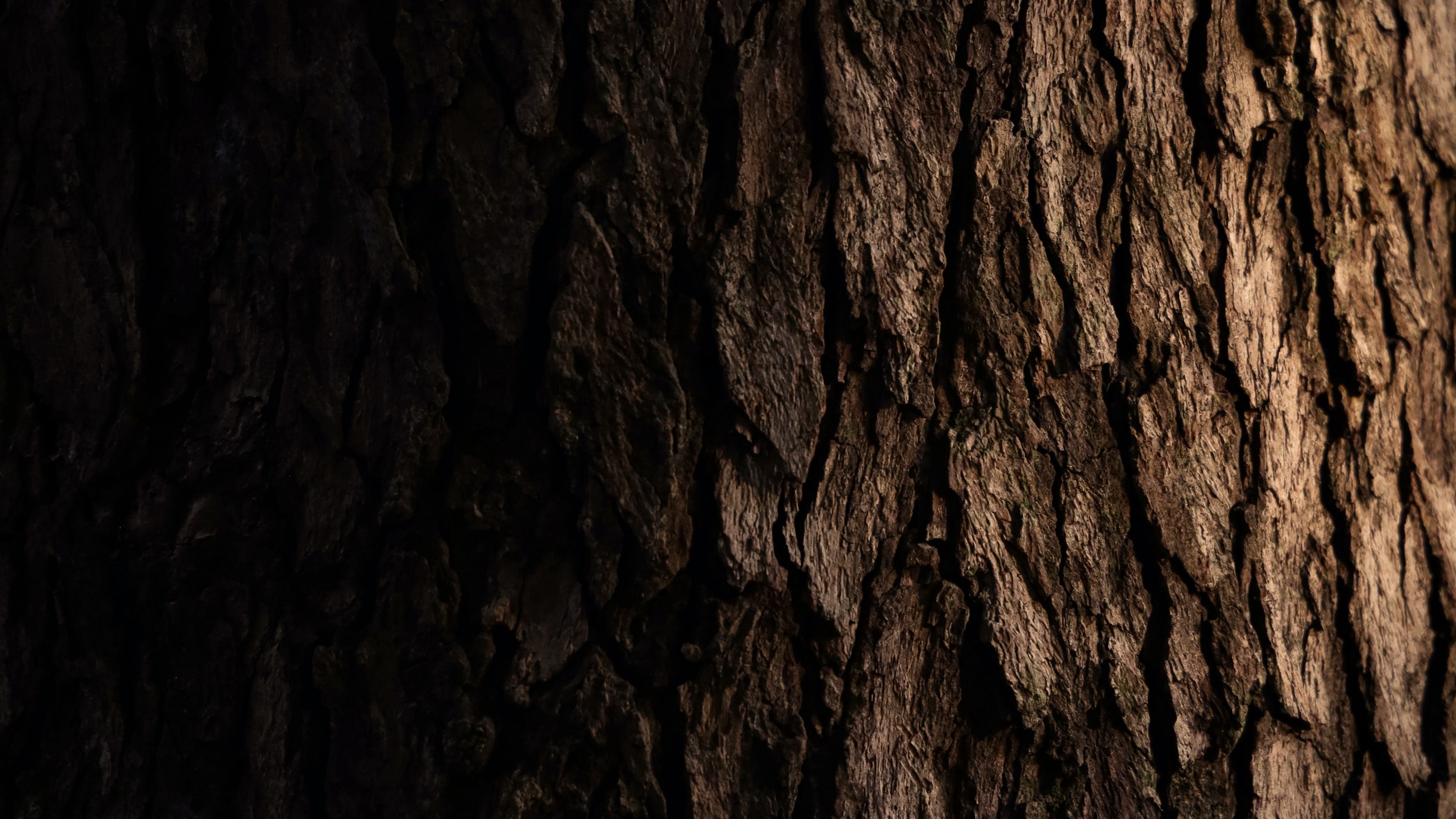 Download wallpaper 3840x2160 tree, bark, dark, texture 4k uhd 16:9 hd ...