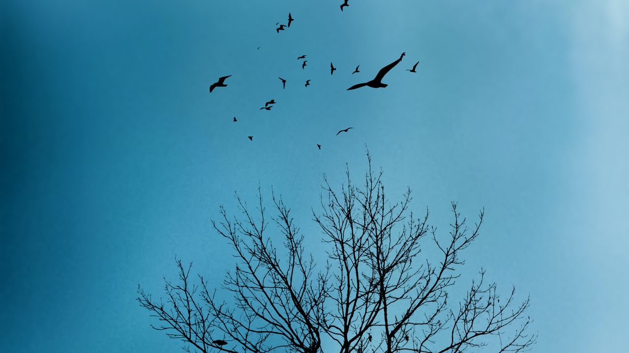Wallpaper tree, birds, sky hd, picture, image