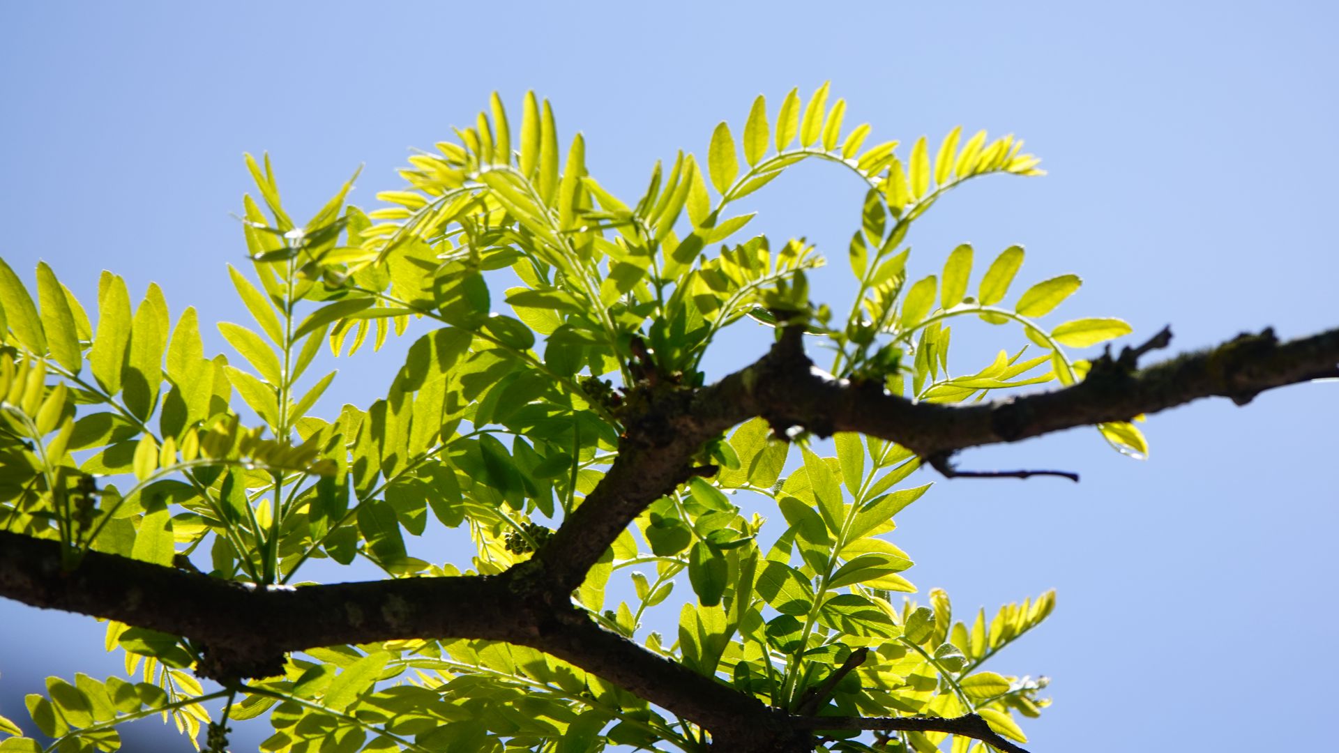 Download wallpaper 1920x1080 tree, branch, leaves, macro, green full hd ...