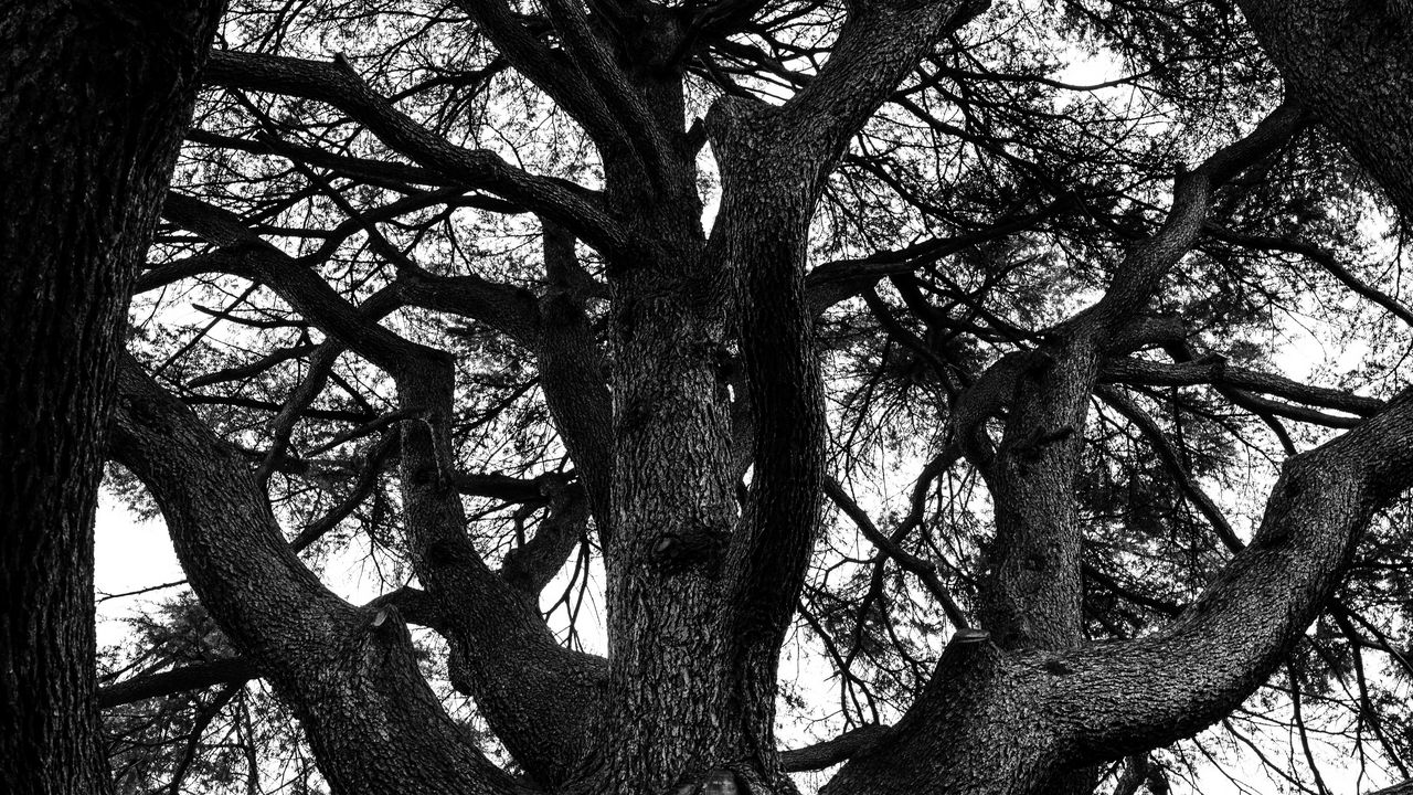 Wallpaper tree, branches, bw, nature hd, picture, image