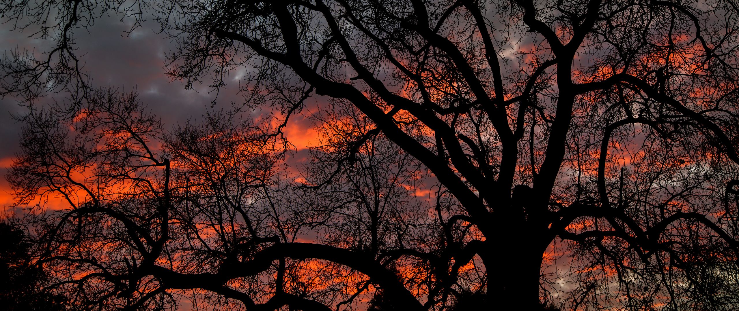 Download wallpaper 2560x1080 tree, branches, dark, sky, twilight dual ...