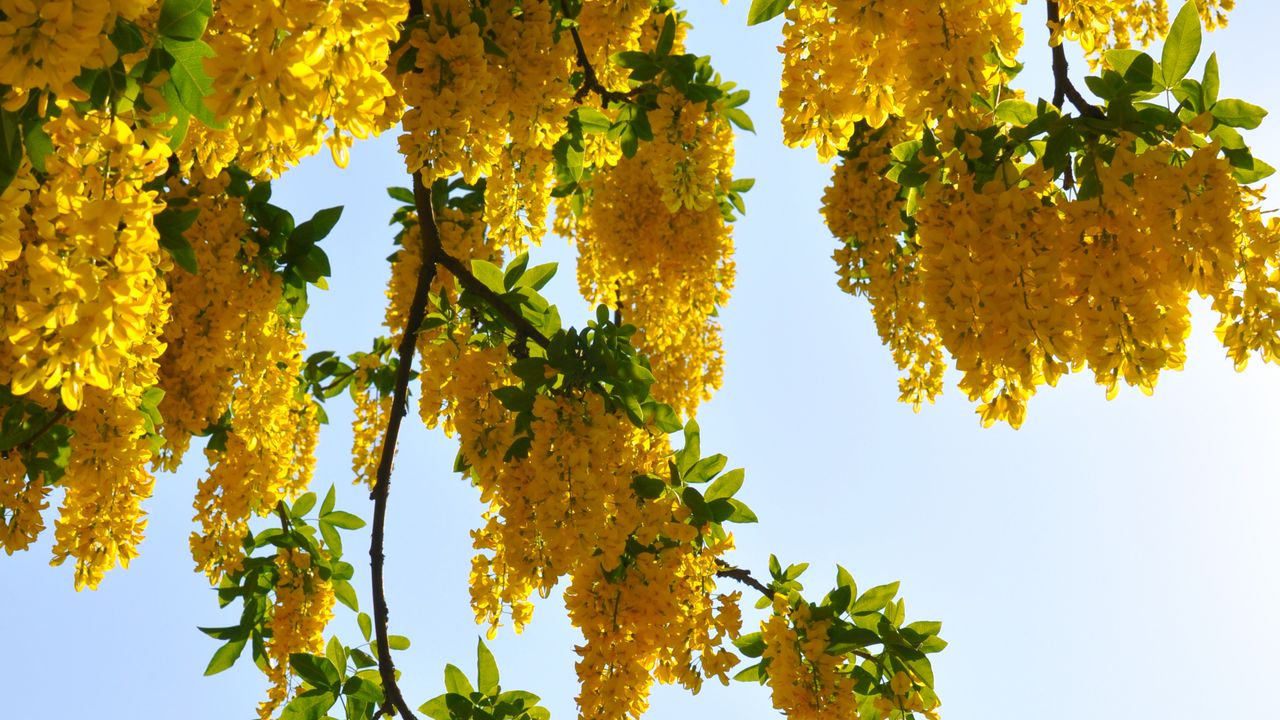 Wallpaper tree, branches, flowers, yellow hd, picture, image