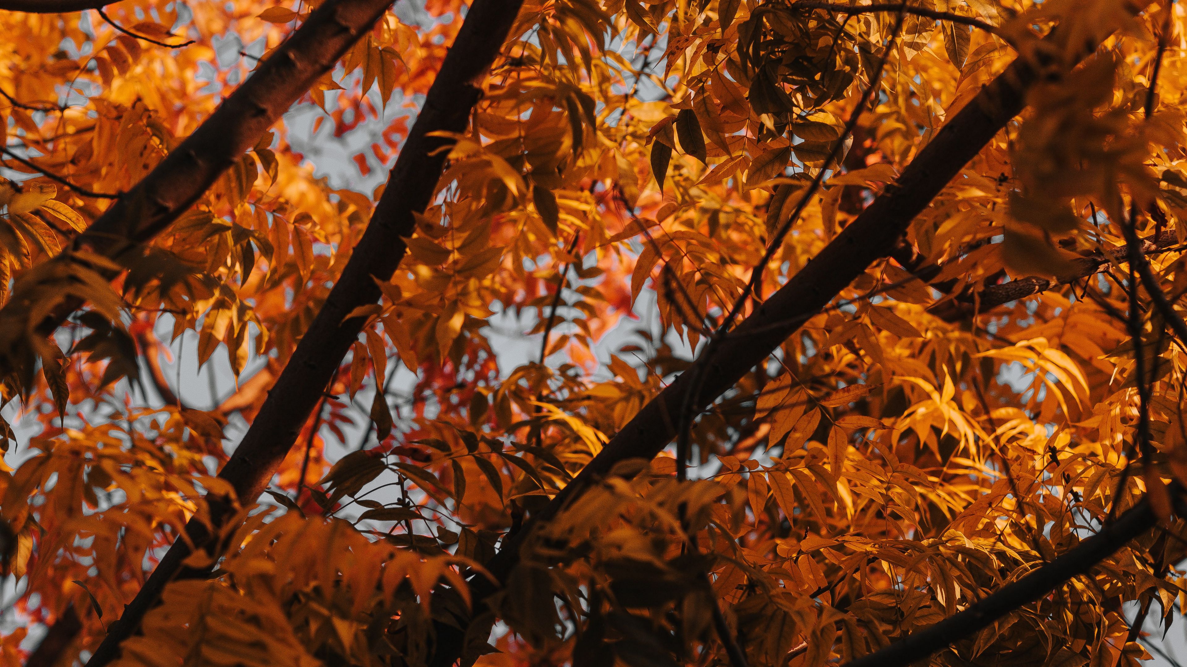 Download wallpaper 3840x2160 tree, branches, leaves, autumn 4k uhd 16:9 ...