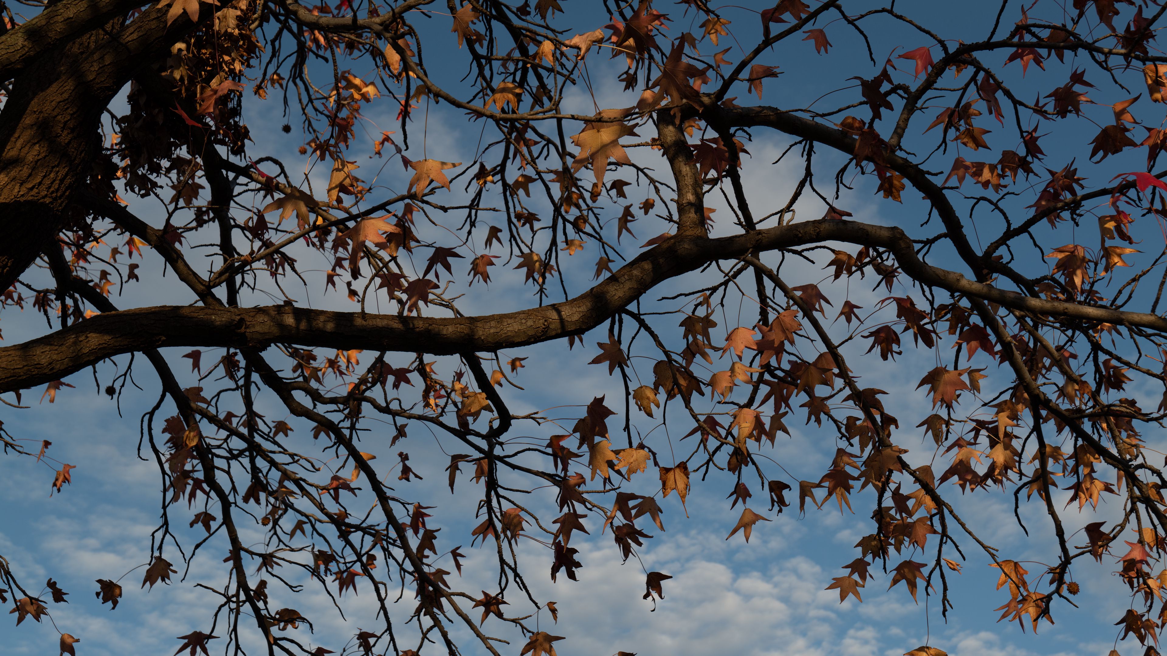 Download wallpaper 3840x2160 tree, branches, leaves, dry, autumn 4k uhd ...