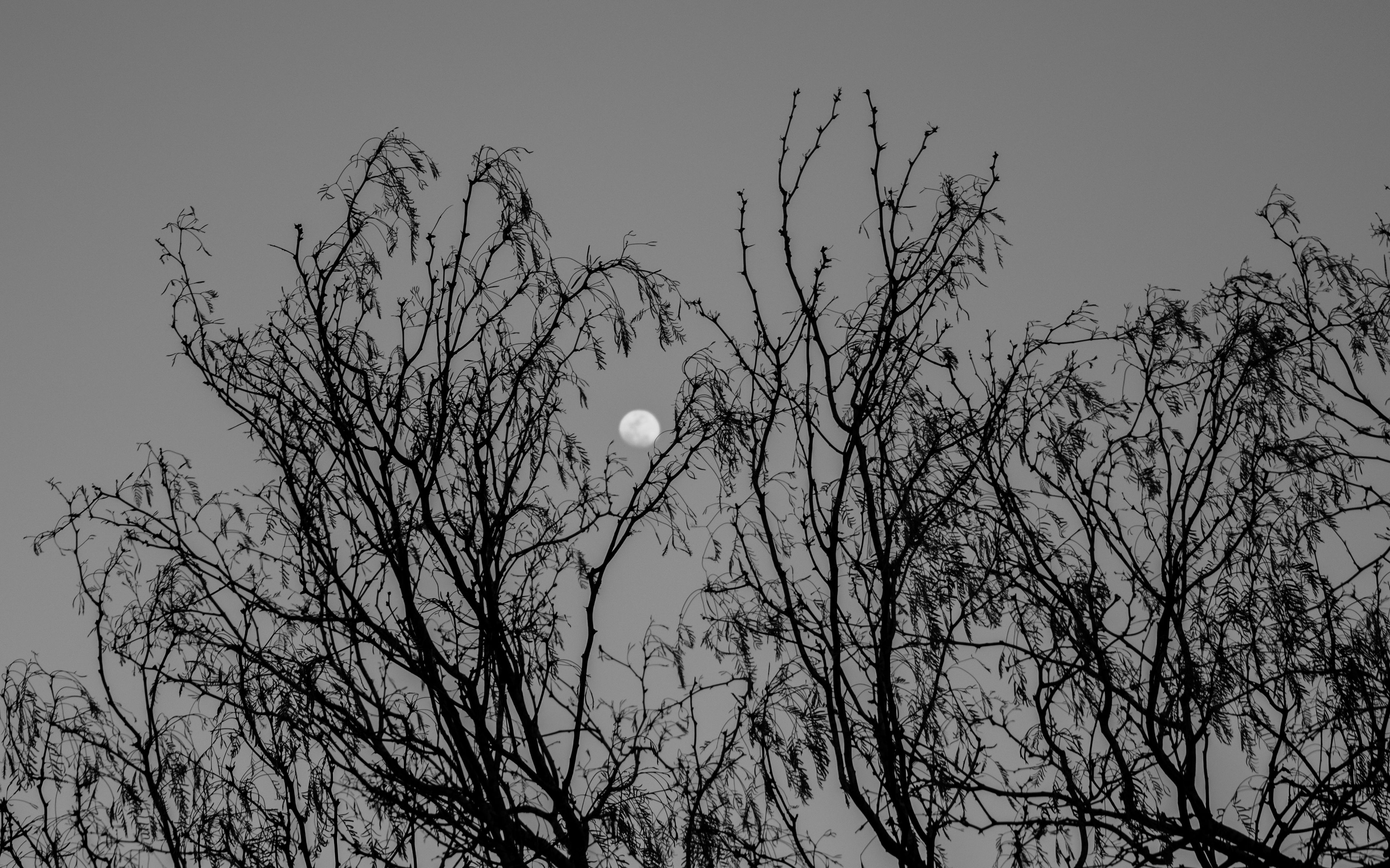 Download wallpaper 3840x2400 tree, branches, moon, black and white 4k ... Download wallpaper 3840x2400 tree, branches, moon, black and white 4k ...