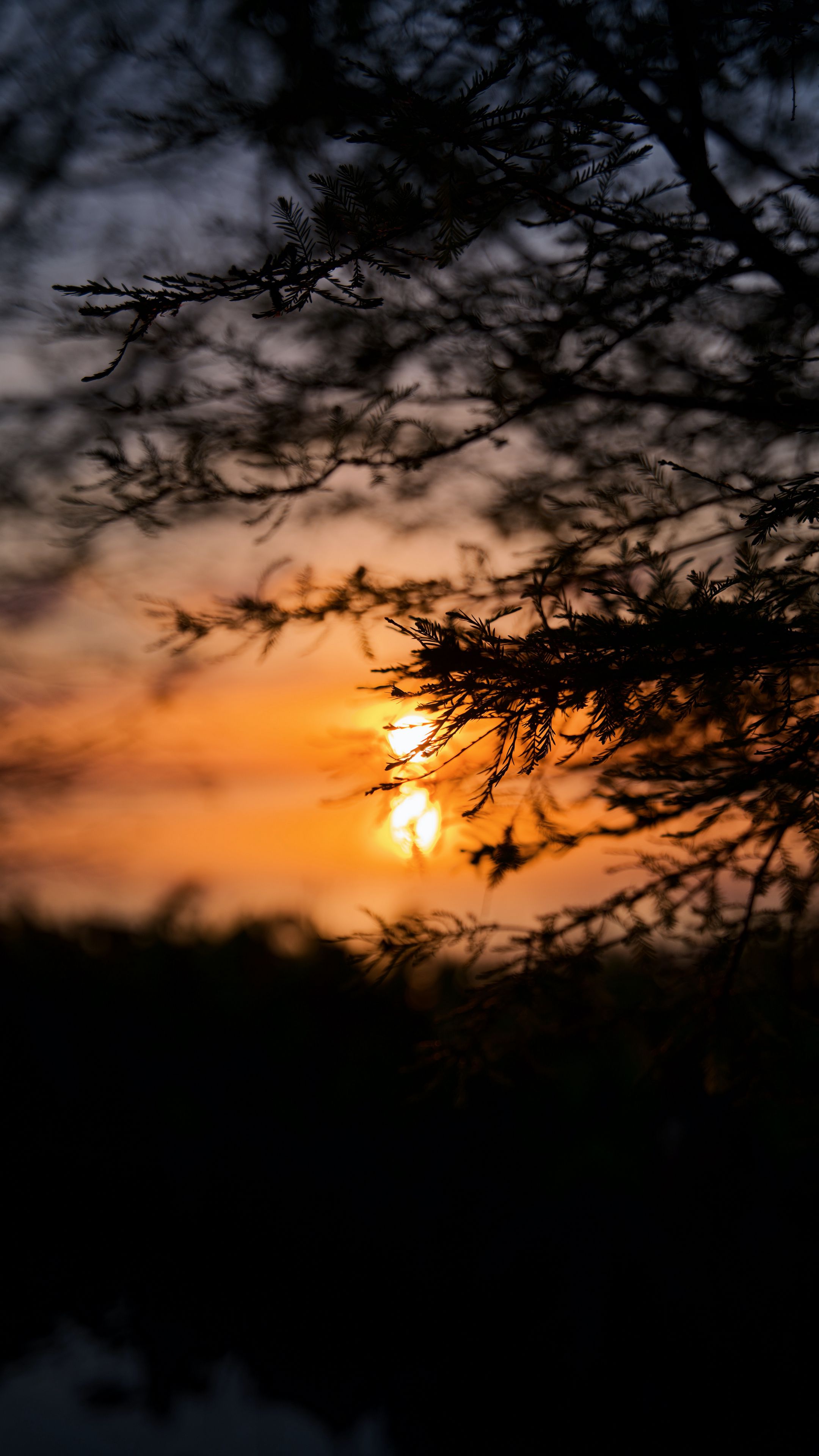 Download wallpaper 2160x3840 tree, branches, silhouette, sun, sunset ...