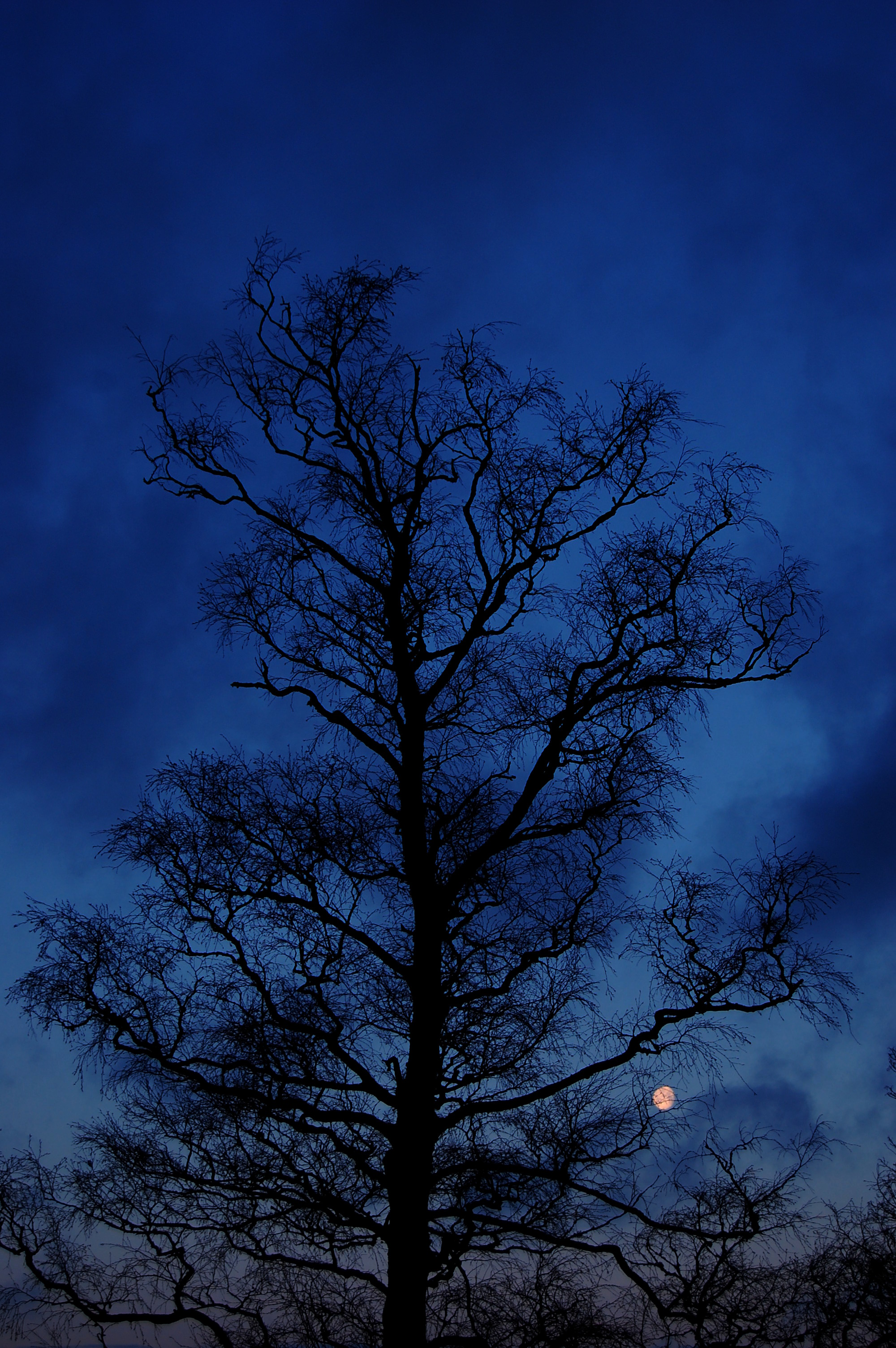 Download wallpaper 2000x3008 tree, branches, silhouette, night, sky ...