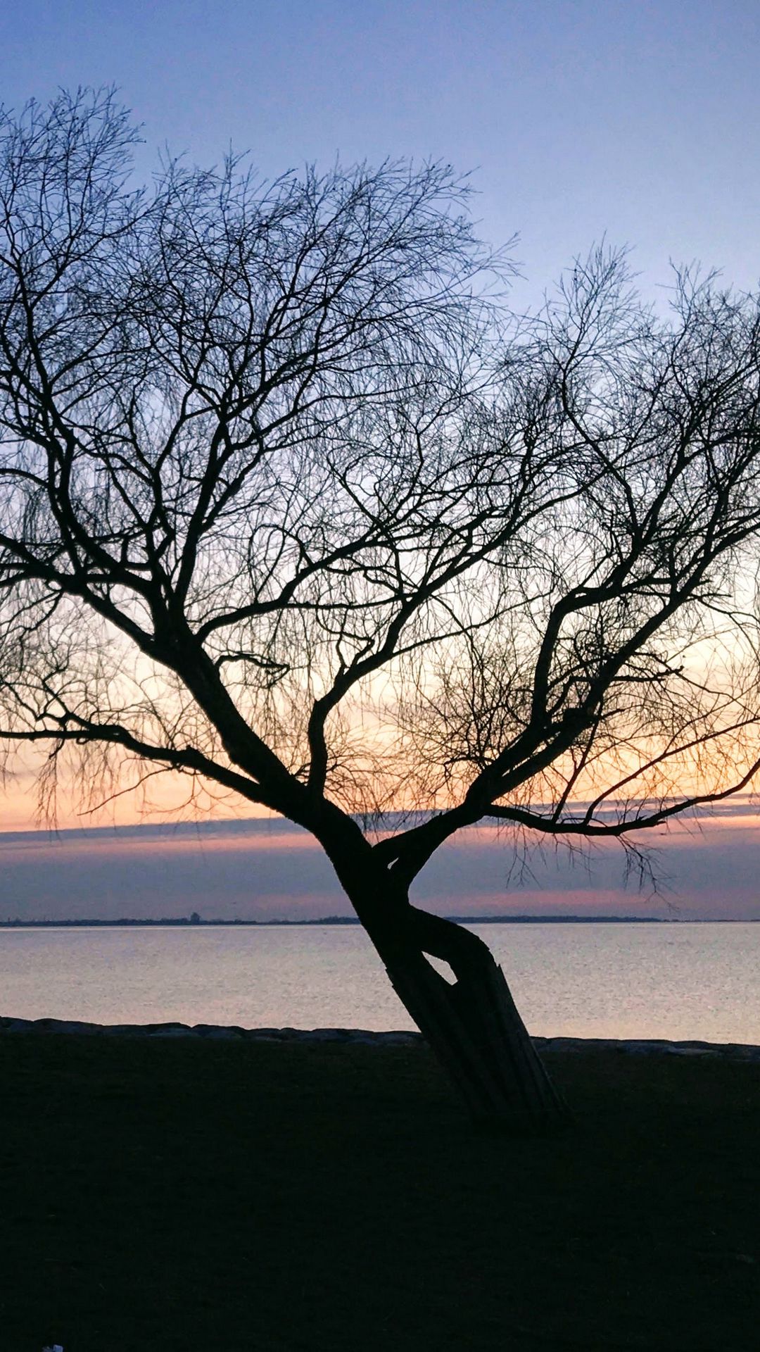 Download wallpaper 1080x1920 tree, branches, silhouette, shore, lake ...