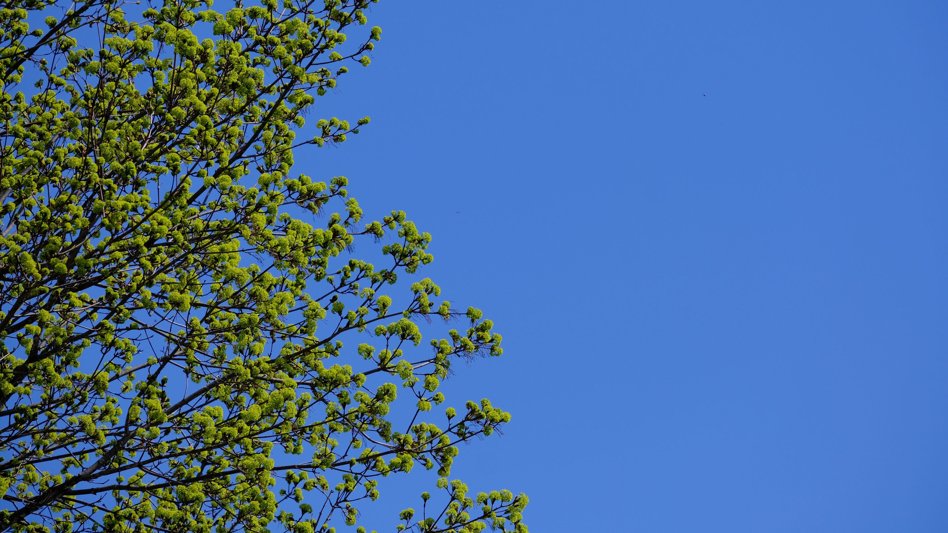 Download wallpaper 3840x2160 tree, branches, sky, spring, minimalism 4k ...