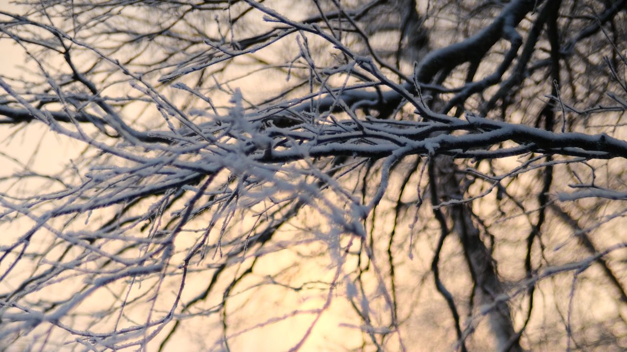 Wallpaper tree, branches, snow, winter, twilight, nature hd, picture, image