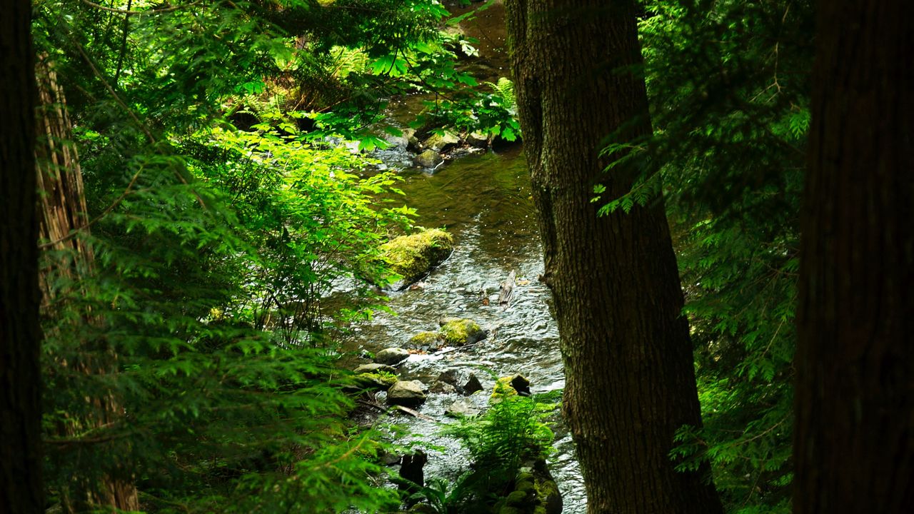 Wallpaper tree, branches, stream, stone, nature hd, picture, image