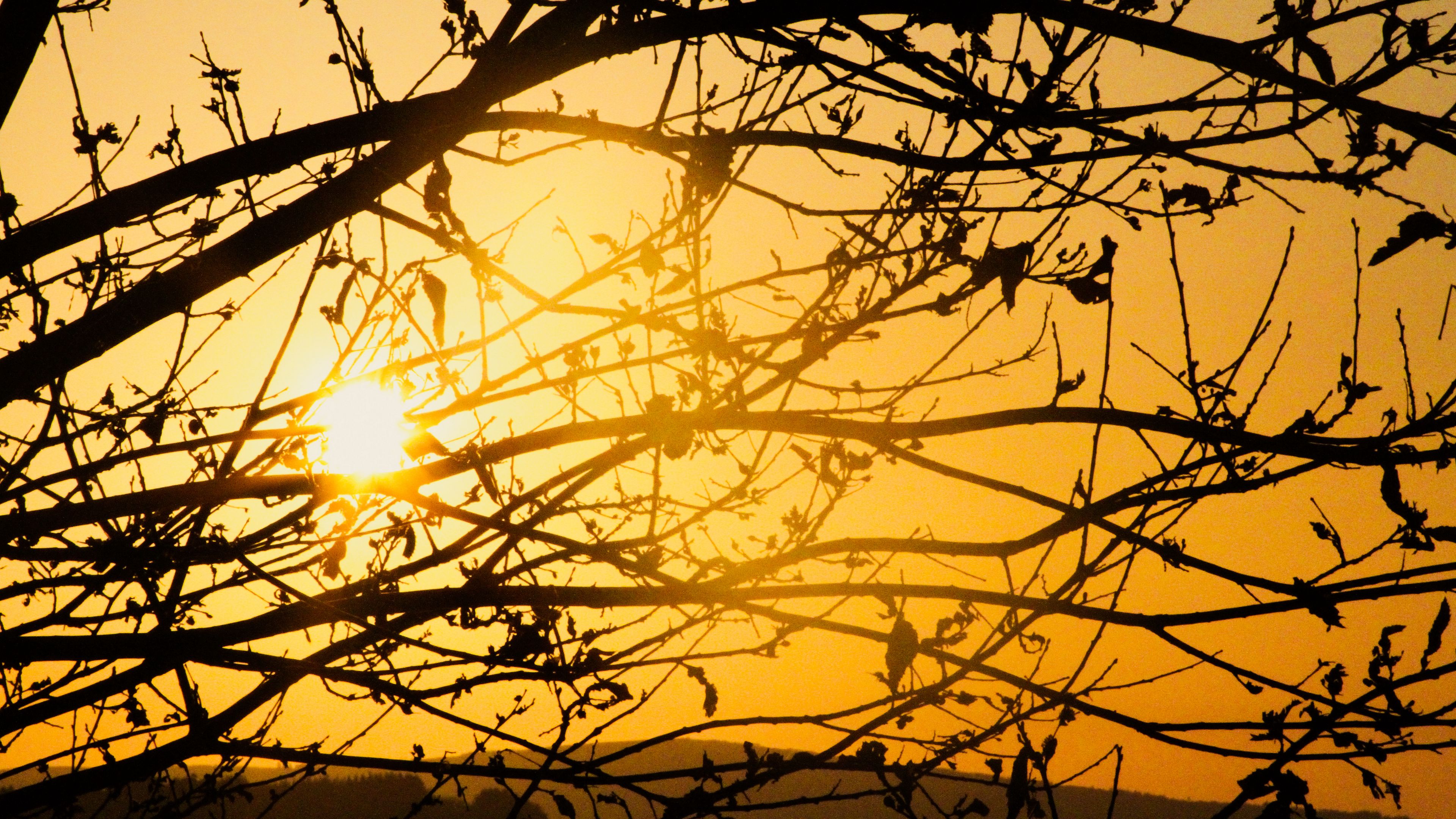 Download wallpaper 3840x2160 tree, branches, sun, sunset, yellow 4k uhd ...