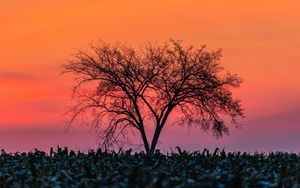 Wallpaper tree, branches, sunset, bushes hd, picture, image