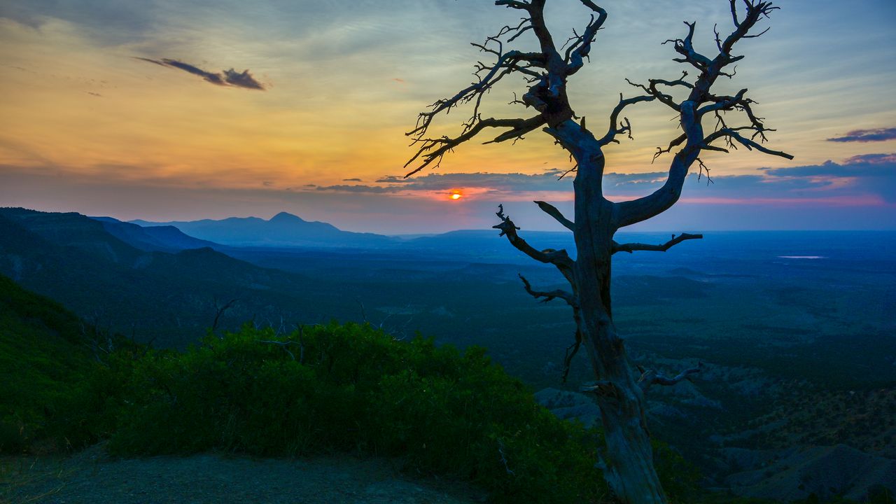 Wallpaper tree, branches, sunset, bushes hd, picture, image
