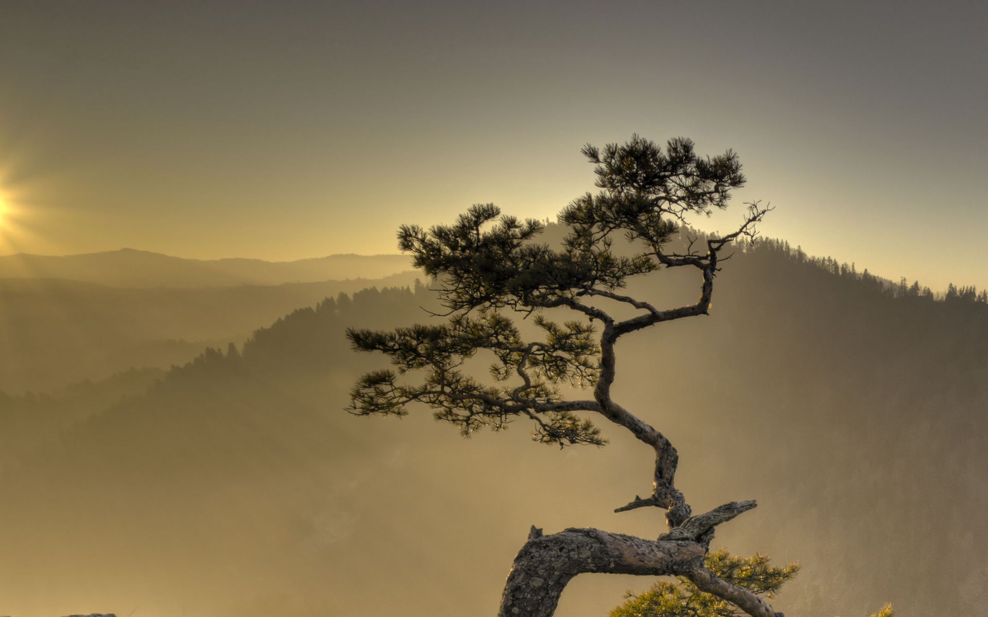 Download wallpaper 1920x1200 tree, cliff, rock, sun widescreen 16:10 hd ...