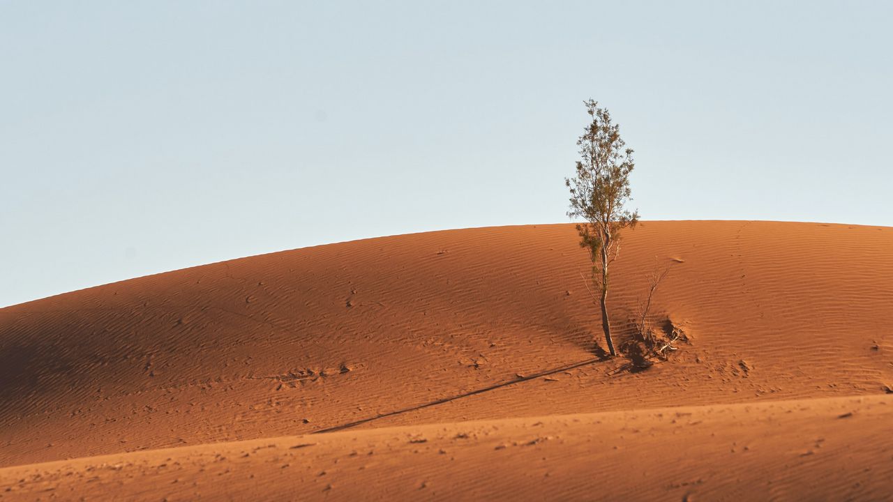 Wallpaper tree, desert, sand, sky hd, picture, image