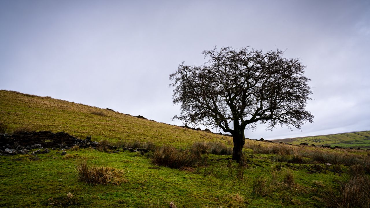Wallpaper tree, field, grass, nature hd, picture, image