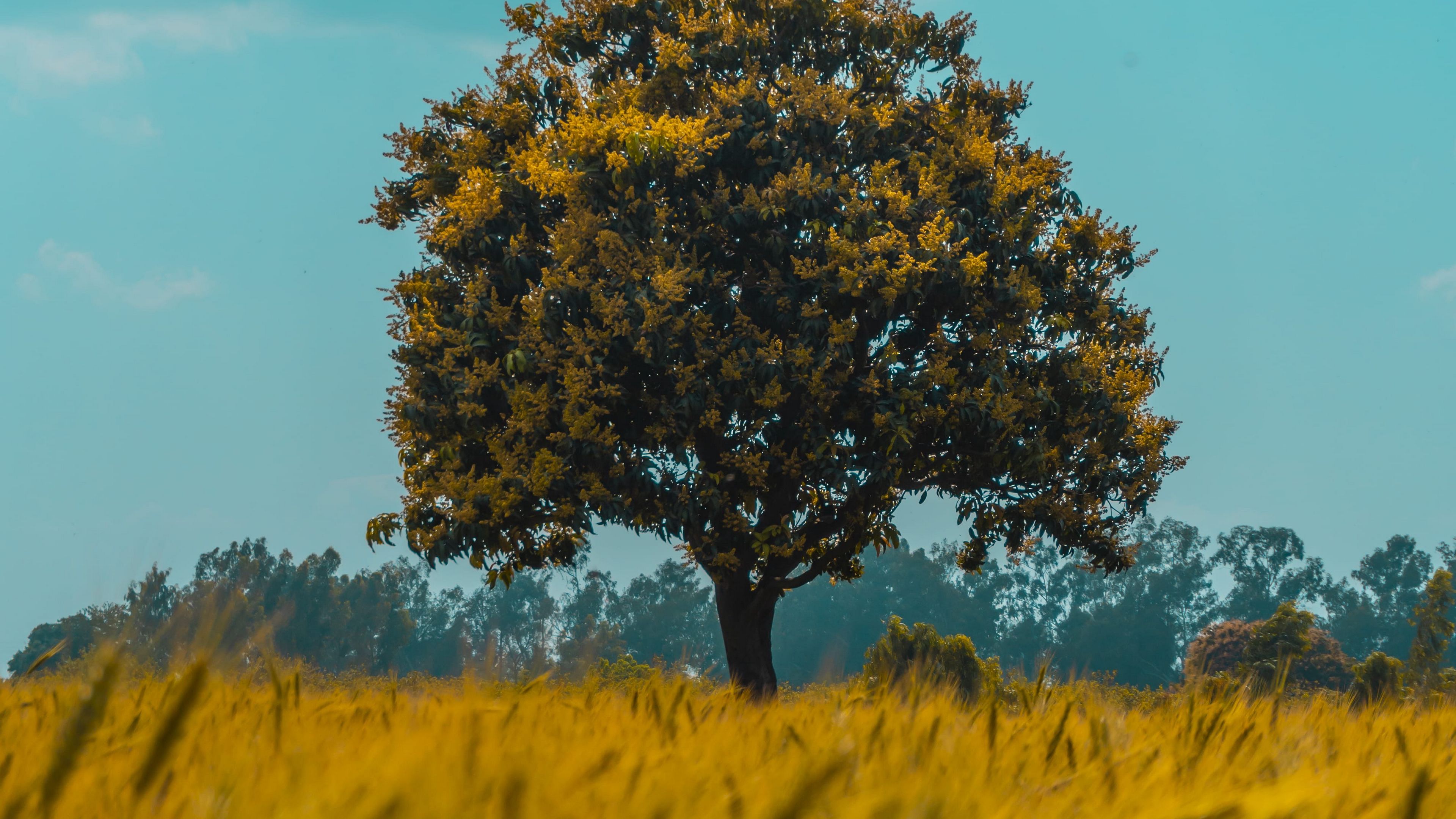 Download wallpaper 3840x2160 tree, field, rye, landscape 4k uhd 16:9 hd ...