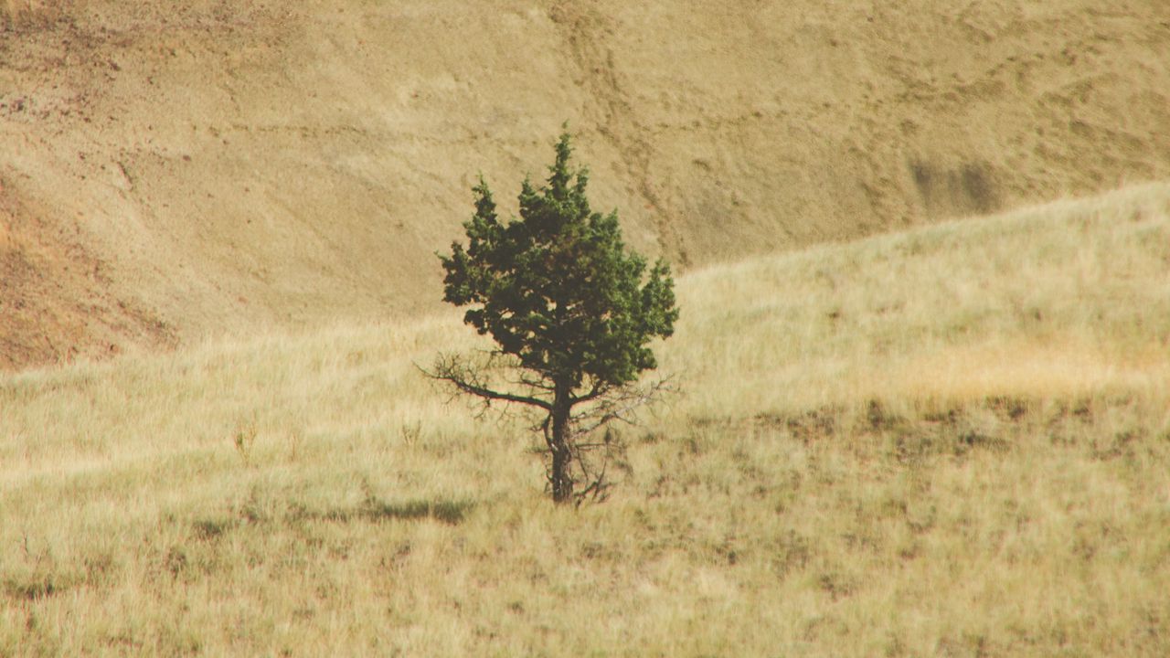 Wallpaper tree, hill, landscape, nature hd, picture, image