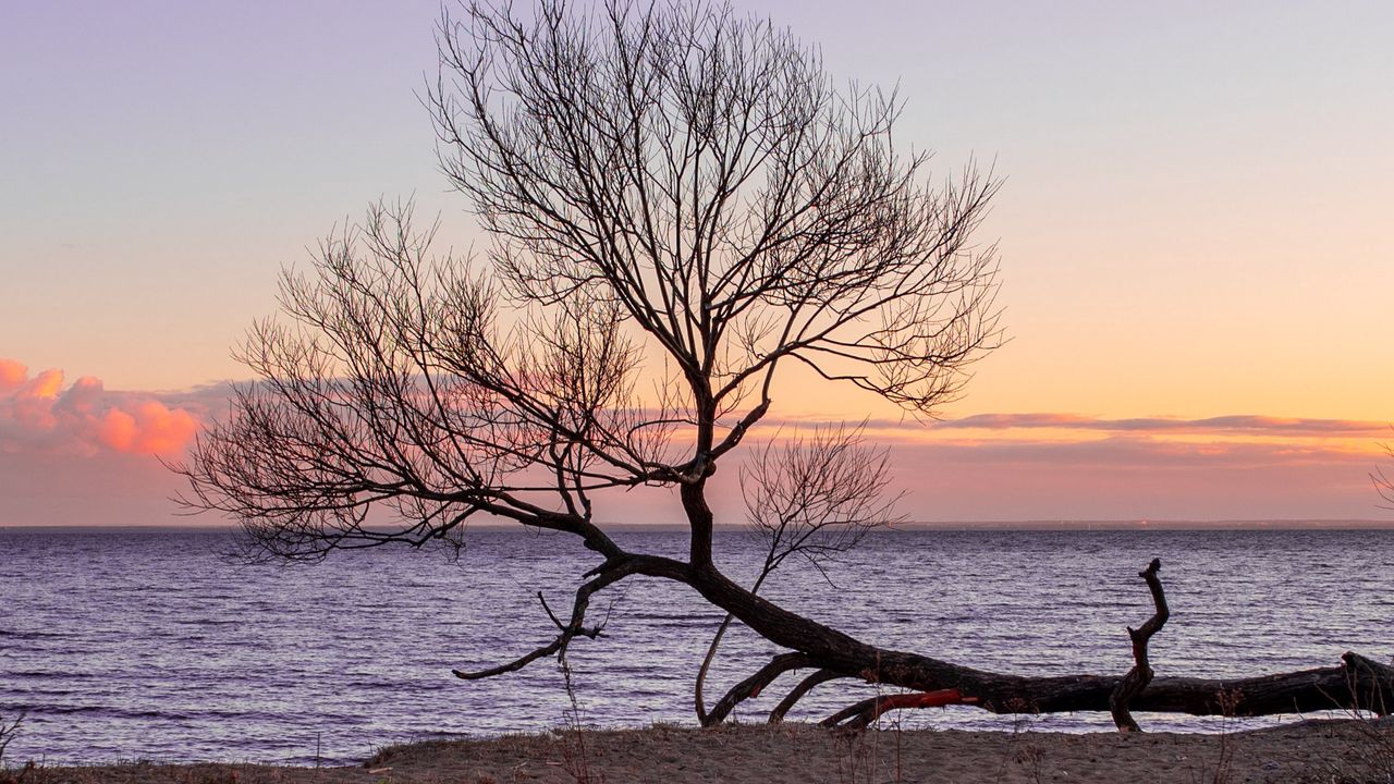 Wallpaper tree, horizon, sunset hd, picture, image