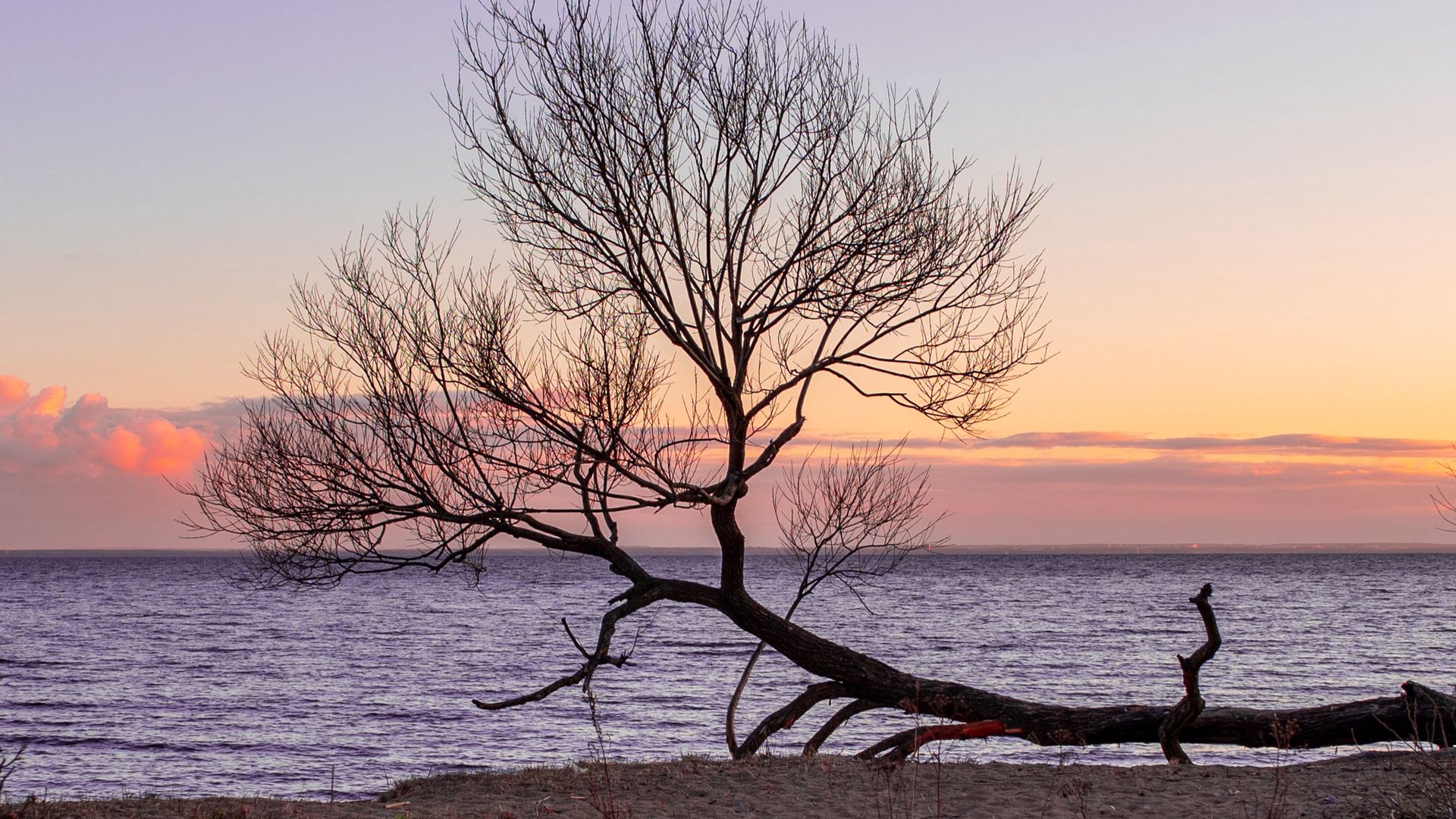 Download wallpaper 1920x1080 tree, horizon, sunset full hd, hdtv, fhd ...