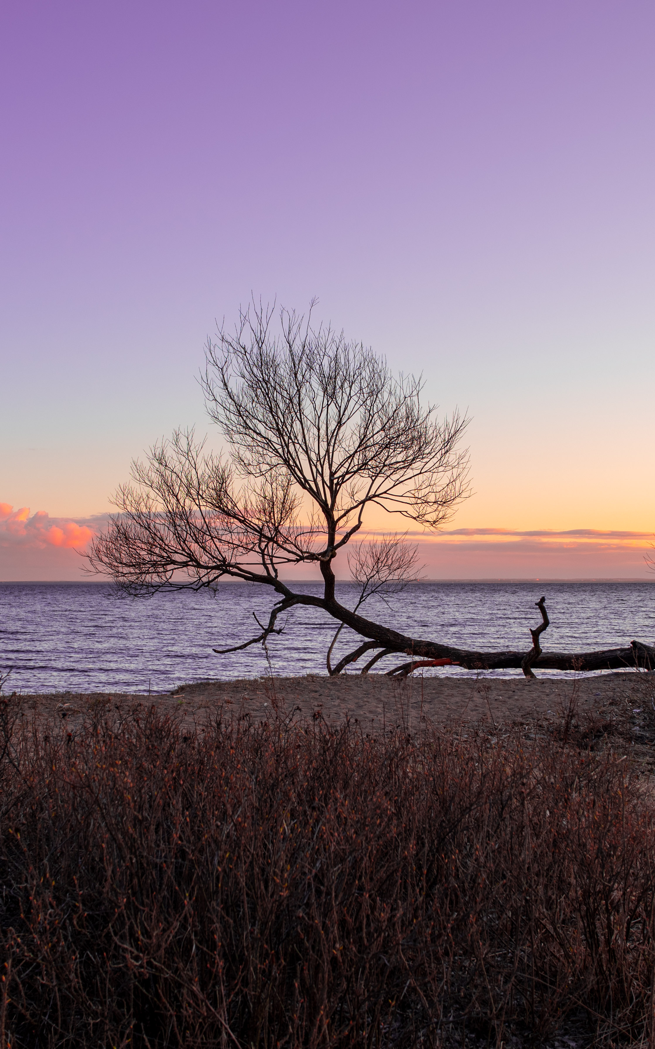 Download wallpaper 2237x3579 tree, horizon, sunset hd background