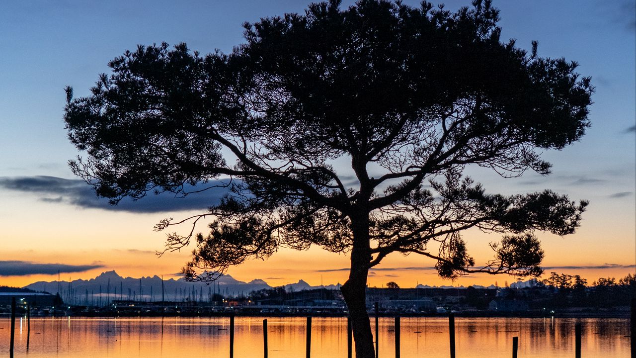 Wallpaper tree, lake, sunset, dark hd, picture, image