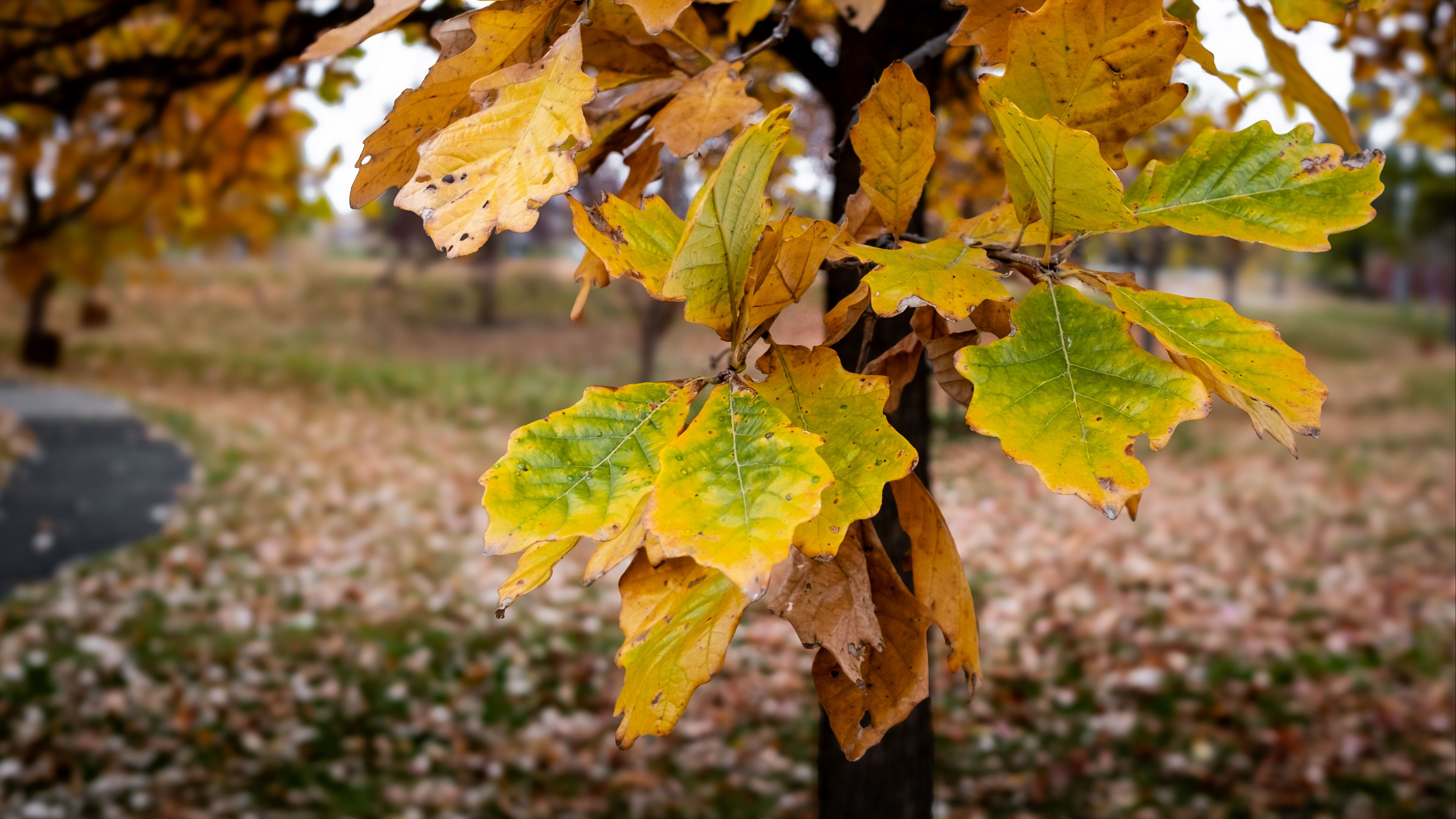 Download wallpaper 3840x2160 tree, leaves, autumn, forest, nature 4k ...