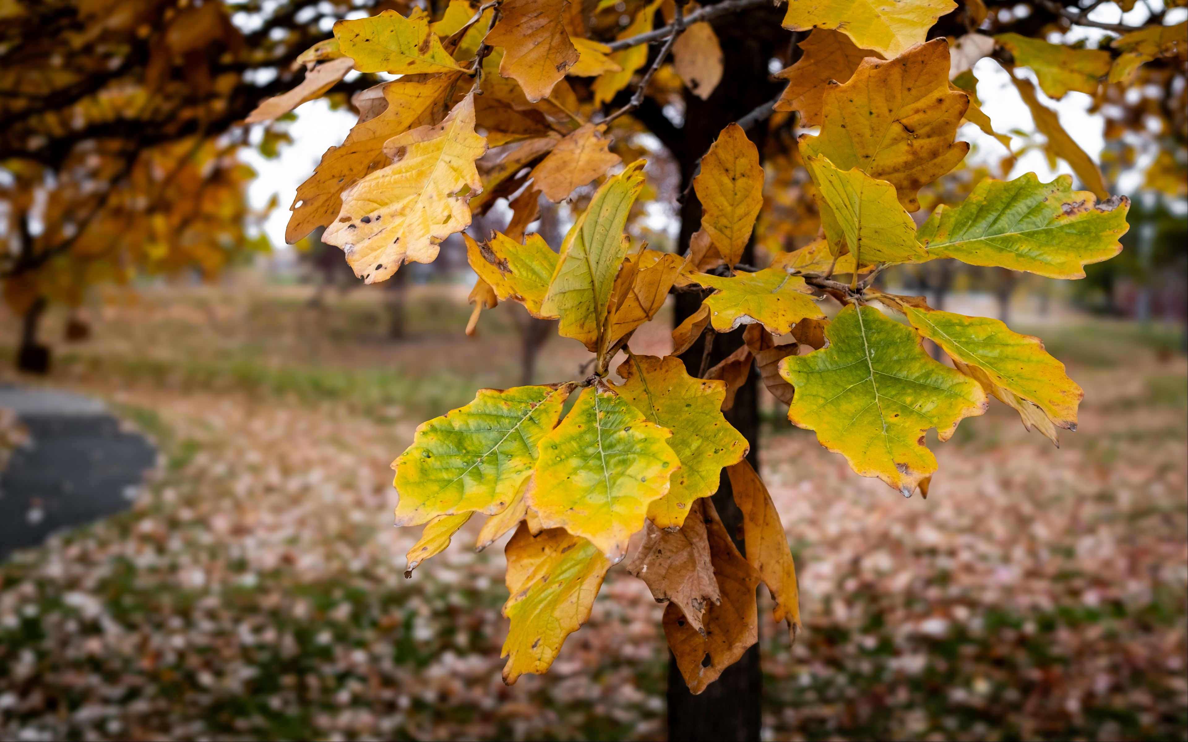Download wallpaper 3840x2400 tree, leaves, autumn, forest, nature 4k ...