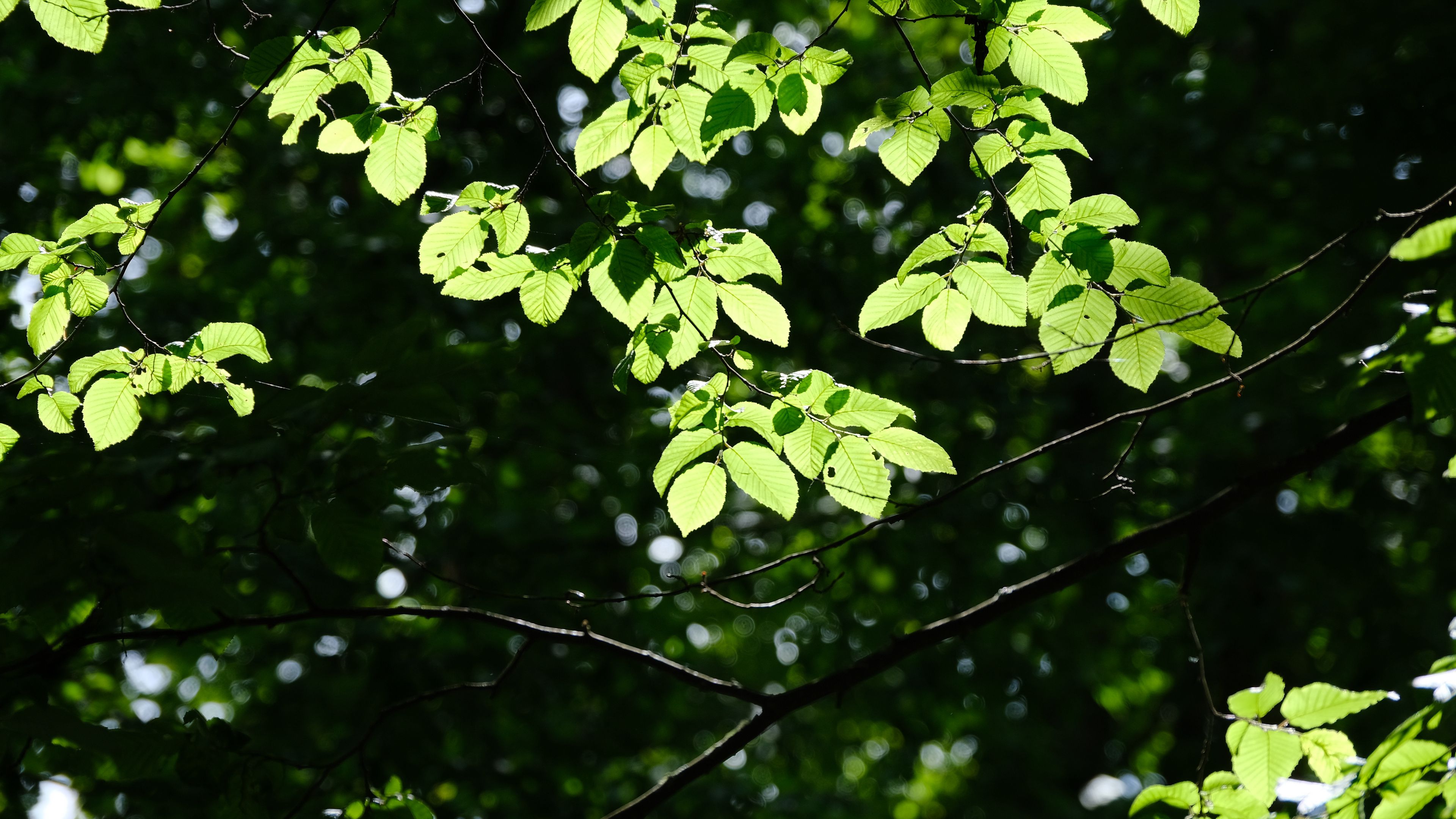 Download wallpaper 3840x2160 tree, leaves, branches, macro, green 4k ...