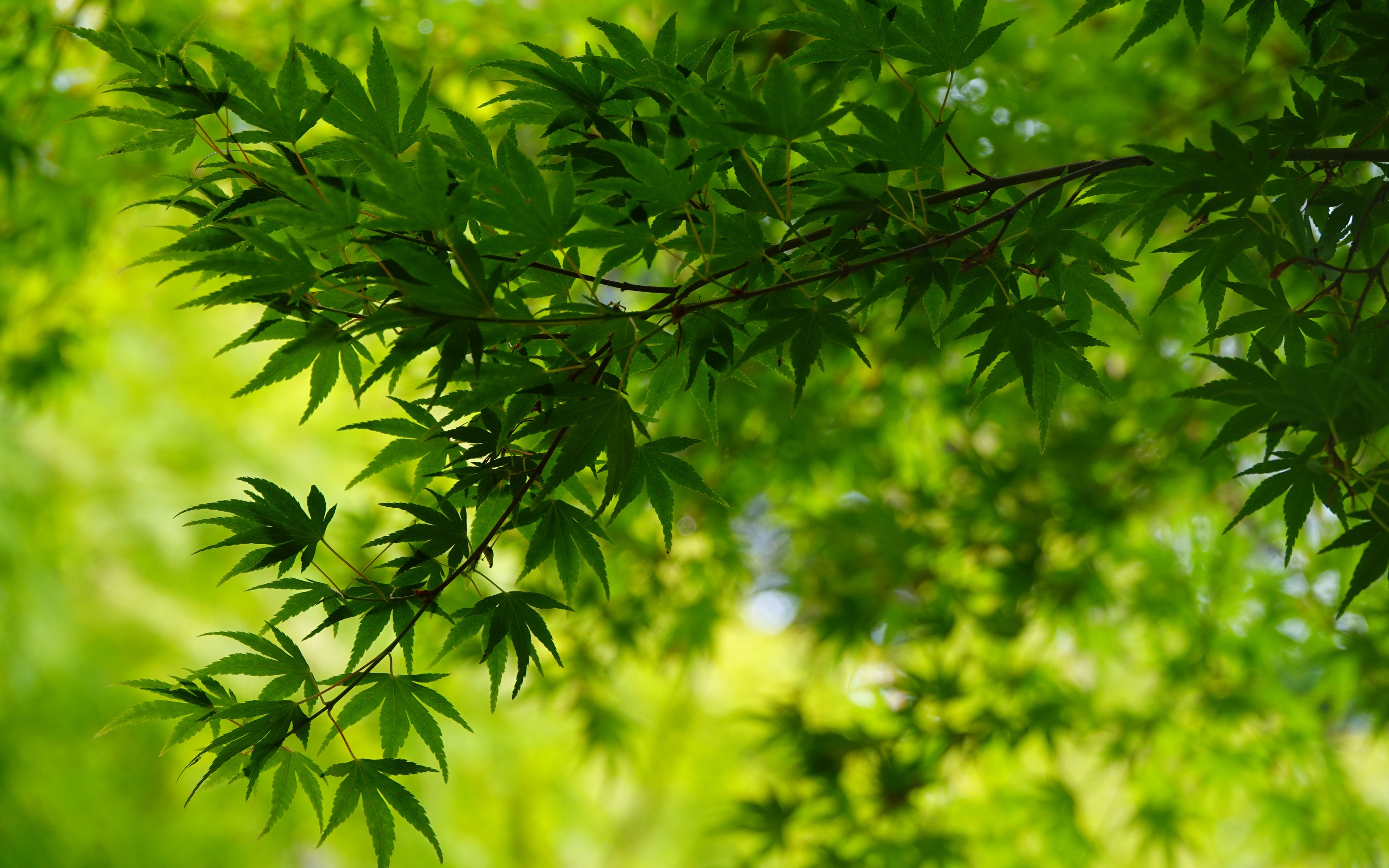 Download wallpaper 3840x2400 tree, leaves, green, macro 4k ultra hd 16: ...