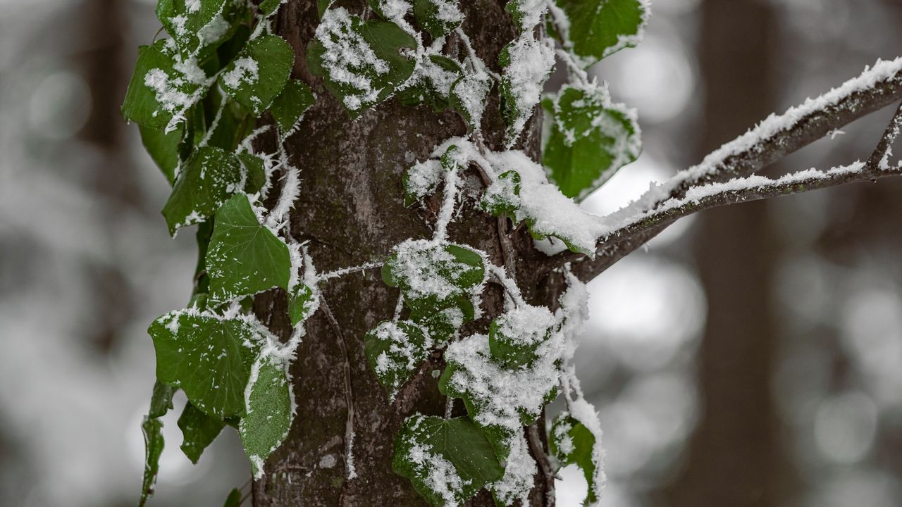 Wallpaper tree, leaves, snow, plant, green hd, picture, image