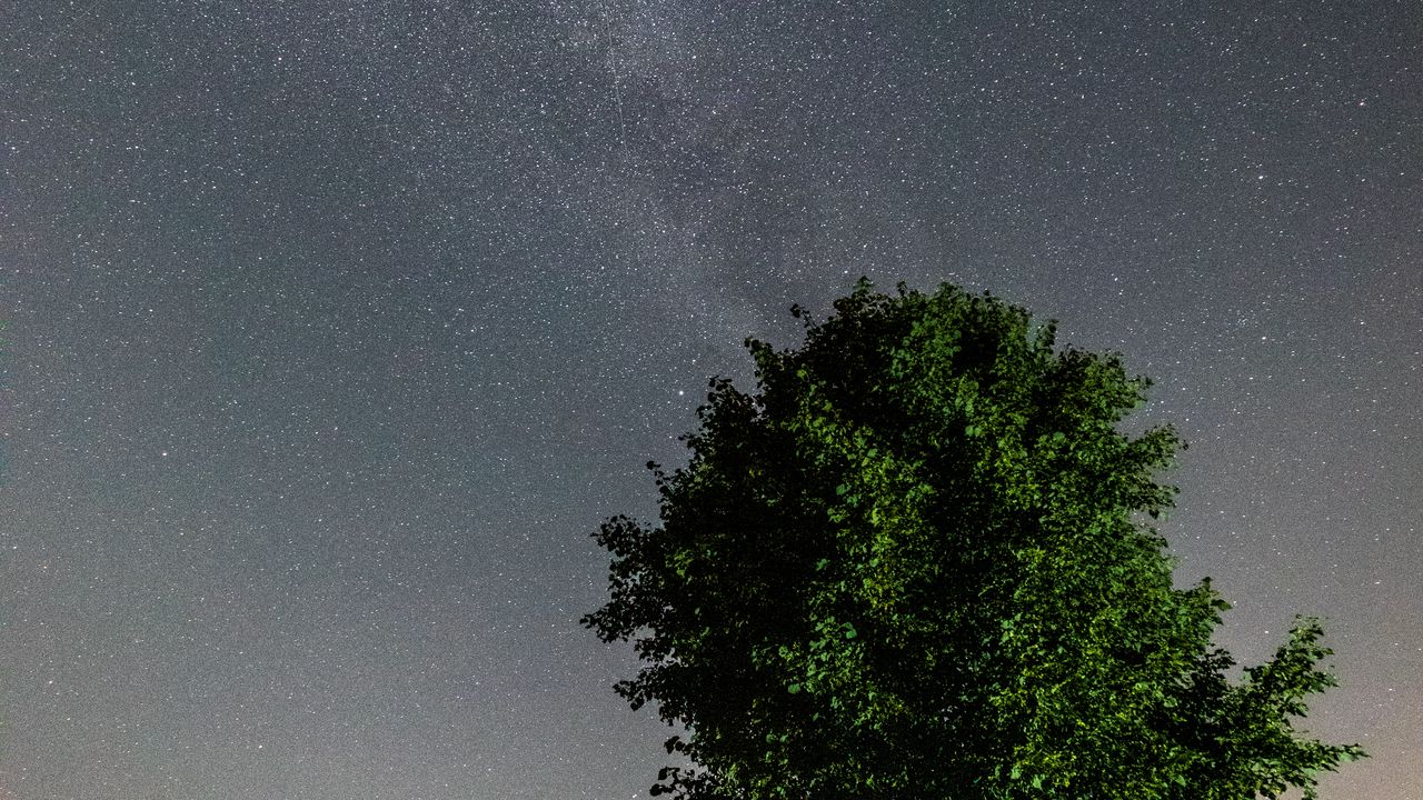 Wallpaper tree, leaves, stars, night, sky hd, picture, image