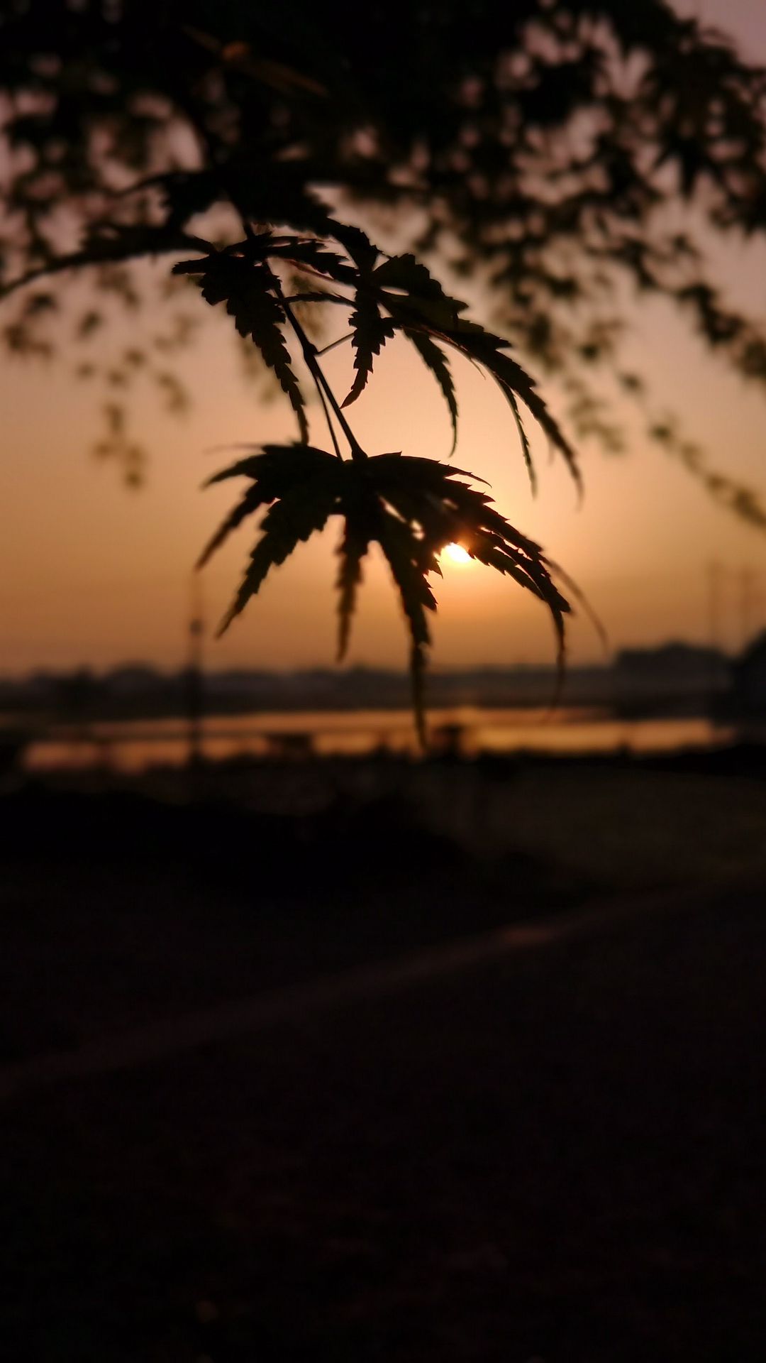Download wallpaper 1080x1920 tree, leaves, sun, sunset, dark samsung ...
