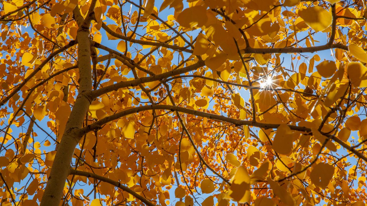 Wallpaper tree, leaves, sun, rays, autumn, yellow hd, picture, image