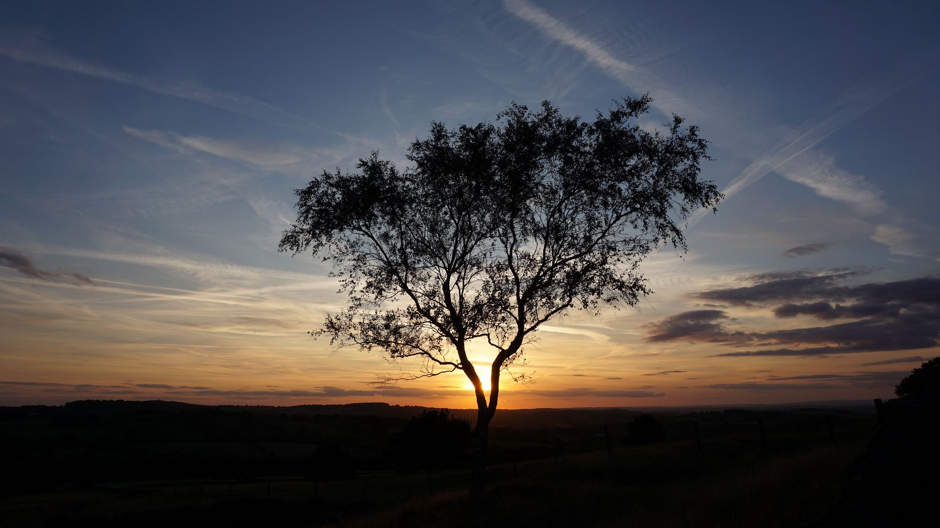 Download wallpaper 1920x1080 tree, rays, sun full hd, hdtv, fhd, 1080p ...