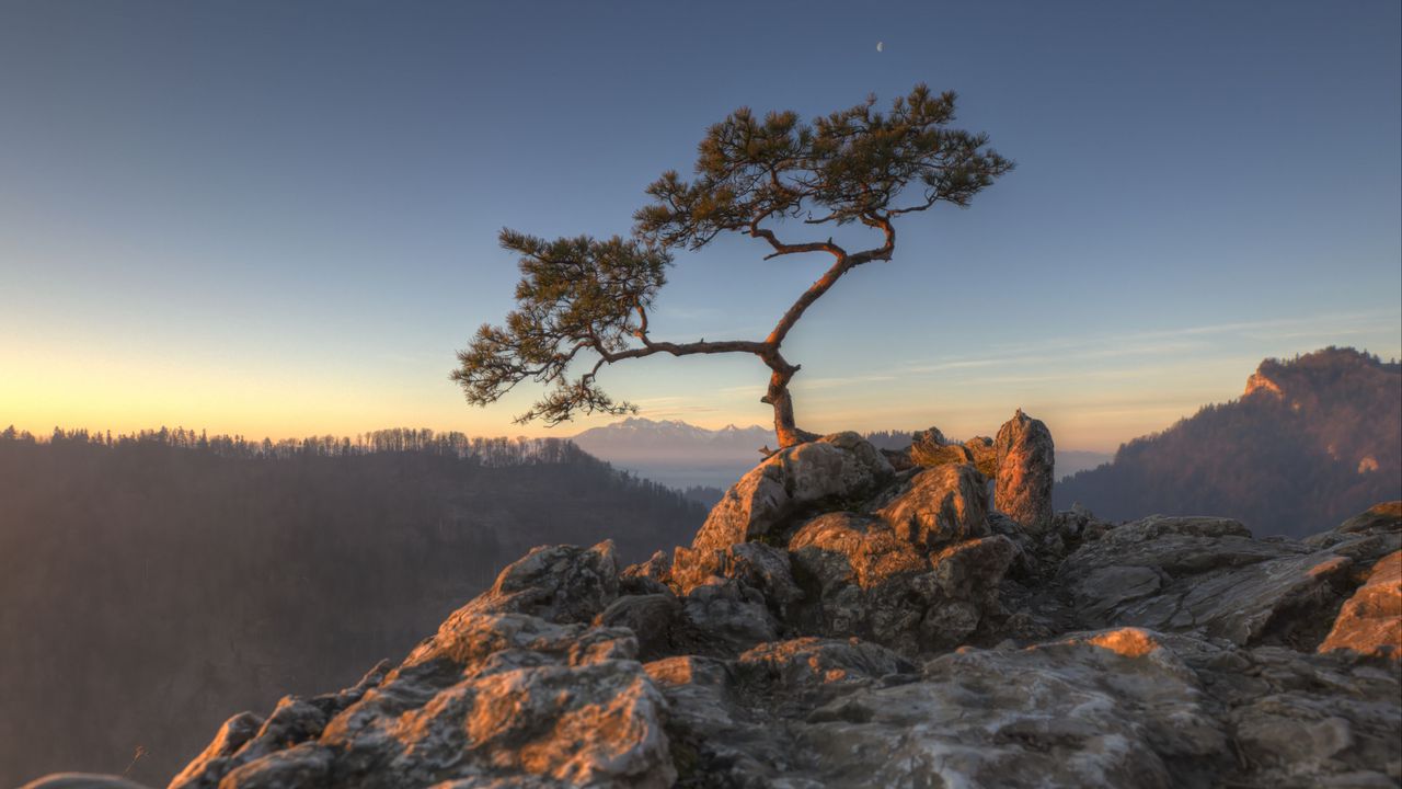 Wallpaper tree, rocks, cliff, stones, sky hd, picture, image