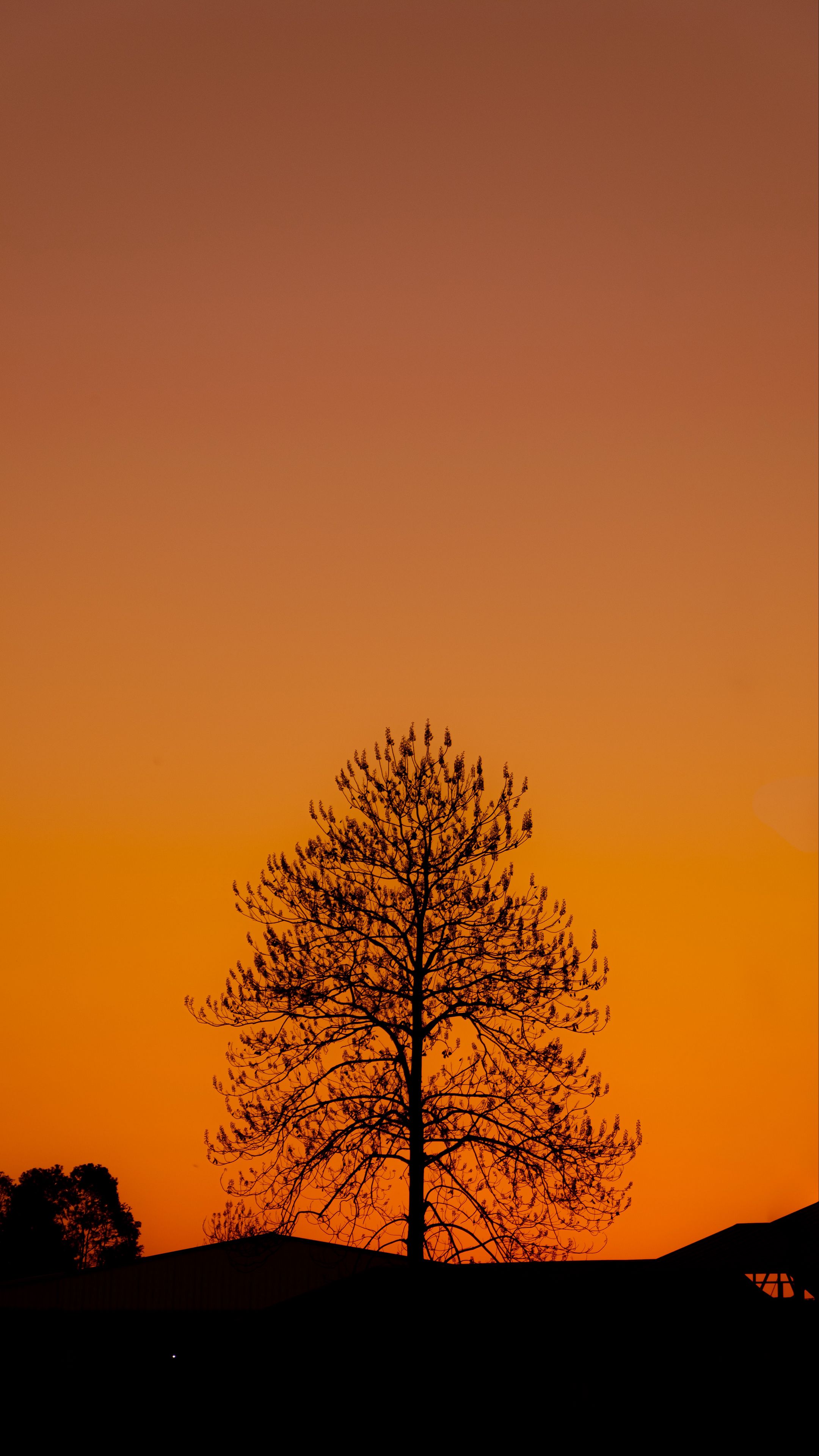 Download wallpaper 2160x3840 tree, silhouette, sunset, dark samsung ...