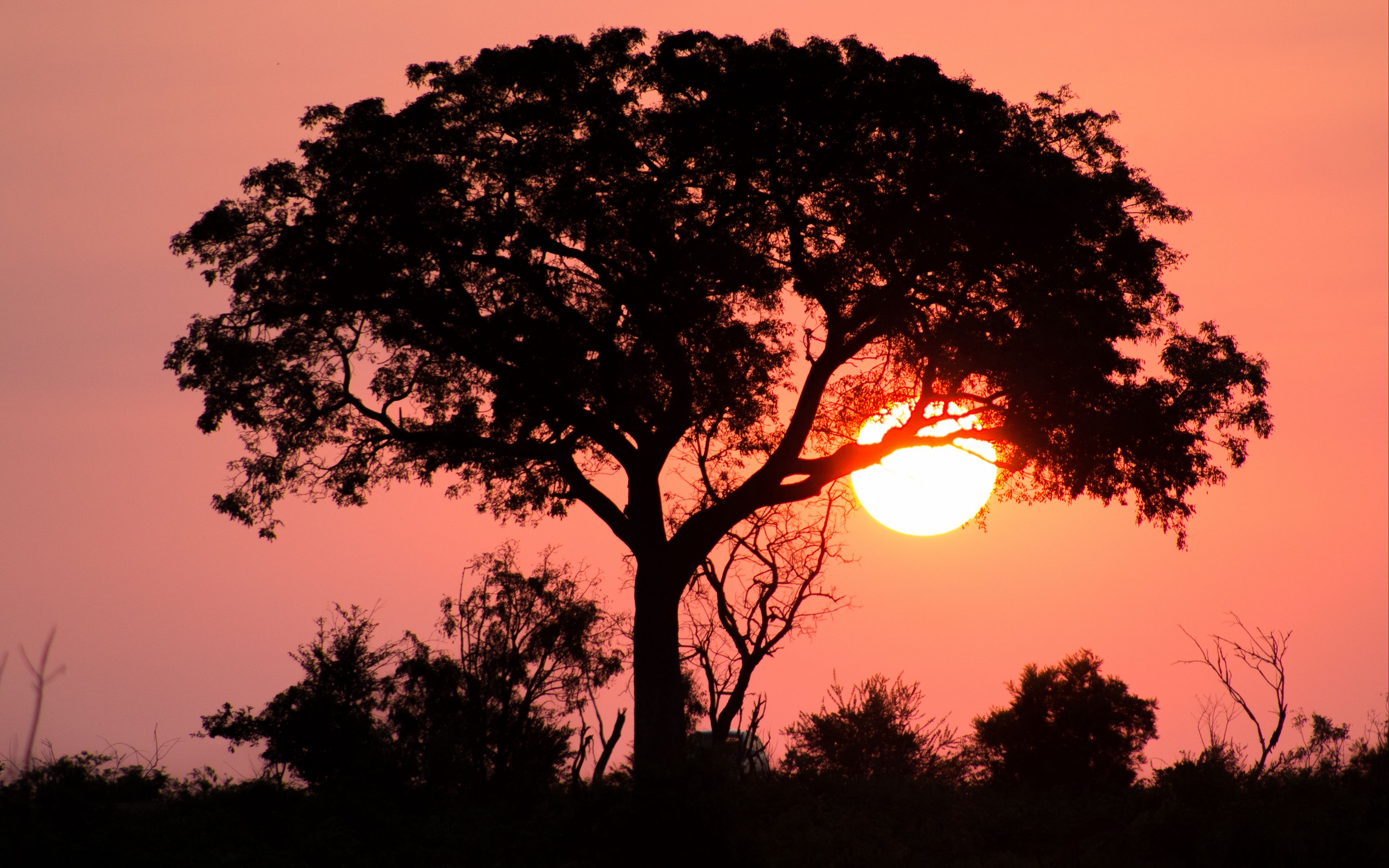 Download wallpaper 3840x2400 tree, sun, sunset, dark 4k ultra hd 16:10 ...