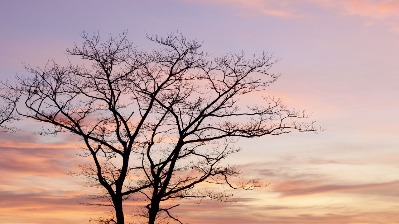 Wallpaper tree, sky, clouds, dusk hd, picture, image