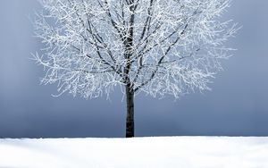 Wallpaper tree, branches, snow, black and white, macro hd, picture, image