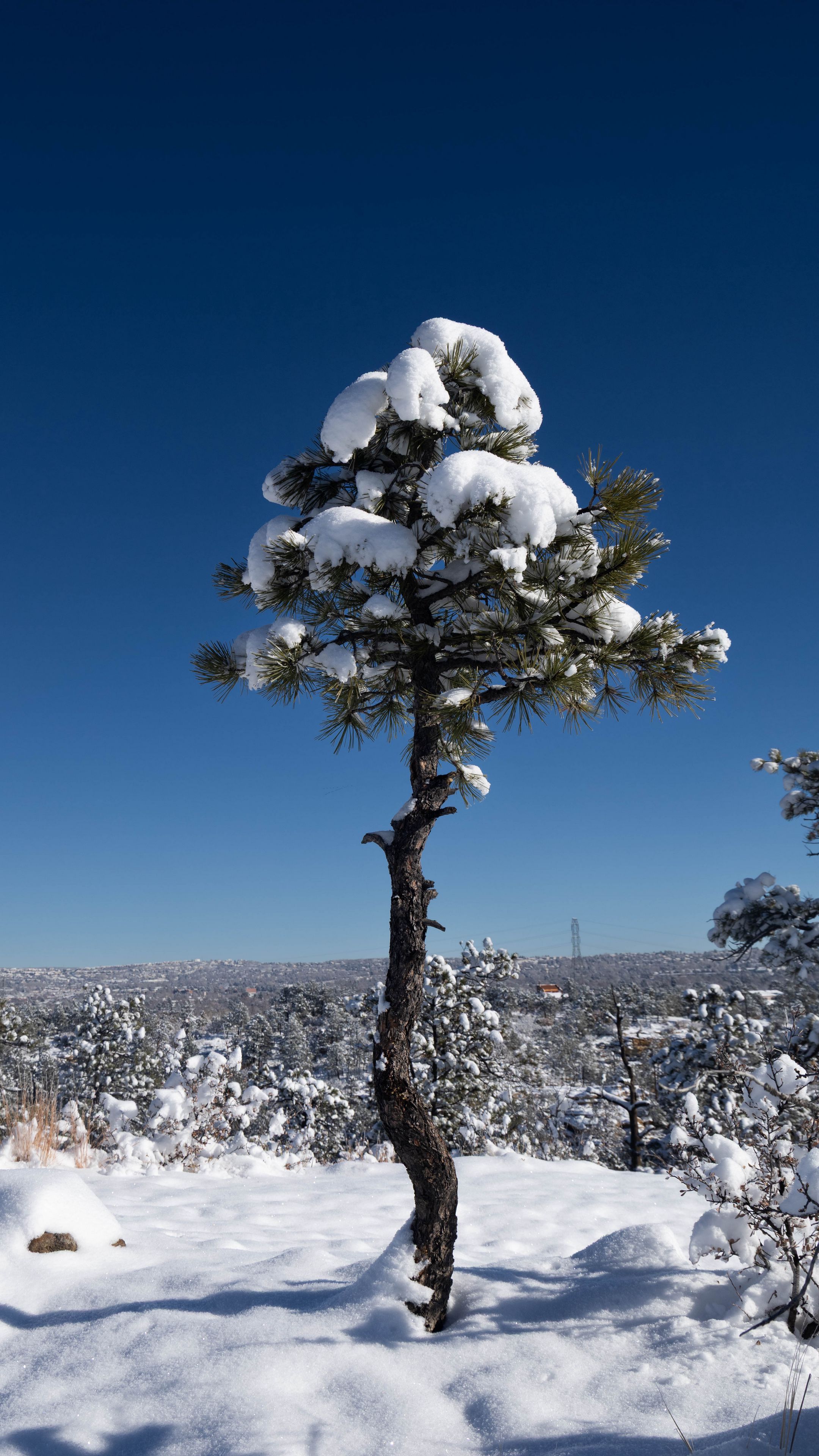 Download wallpaper 2160x3840 tree, snow, winter, forest, sky, nature ...