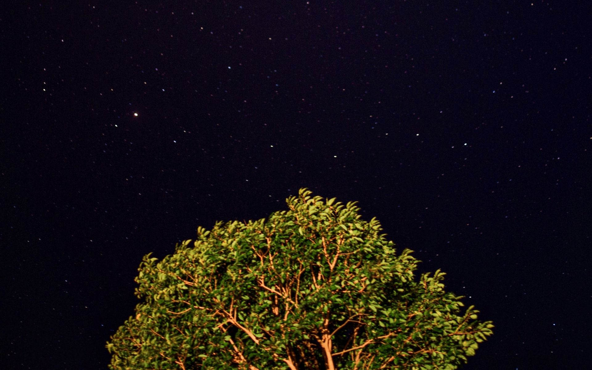 Download wallpaper 1920x1200 tree, starry sky, night, stars, dark ...