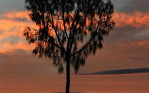 Wallpaper tree, horizon, sunset, photoshop, sea hd, picture, image